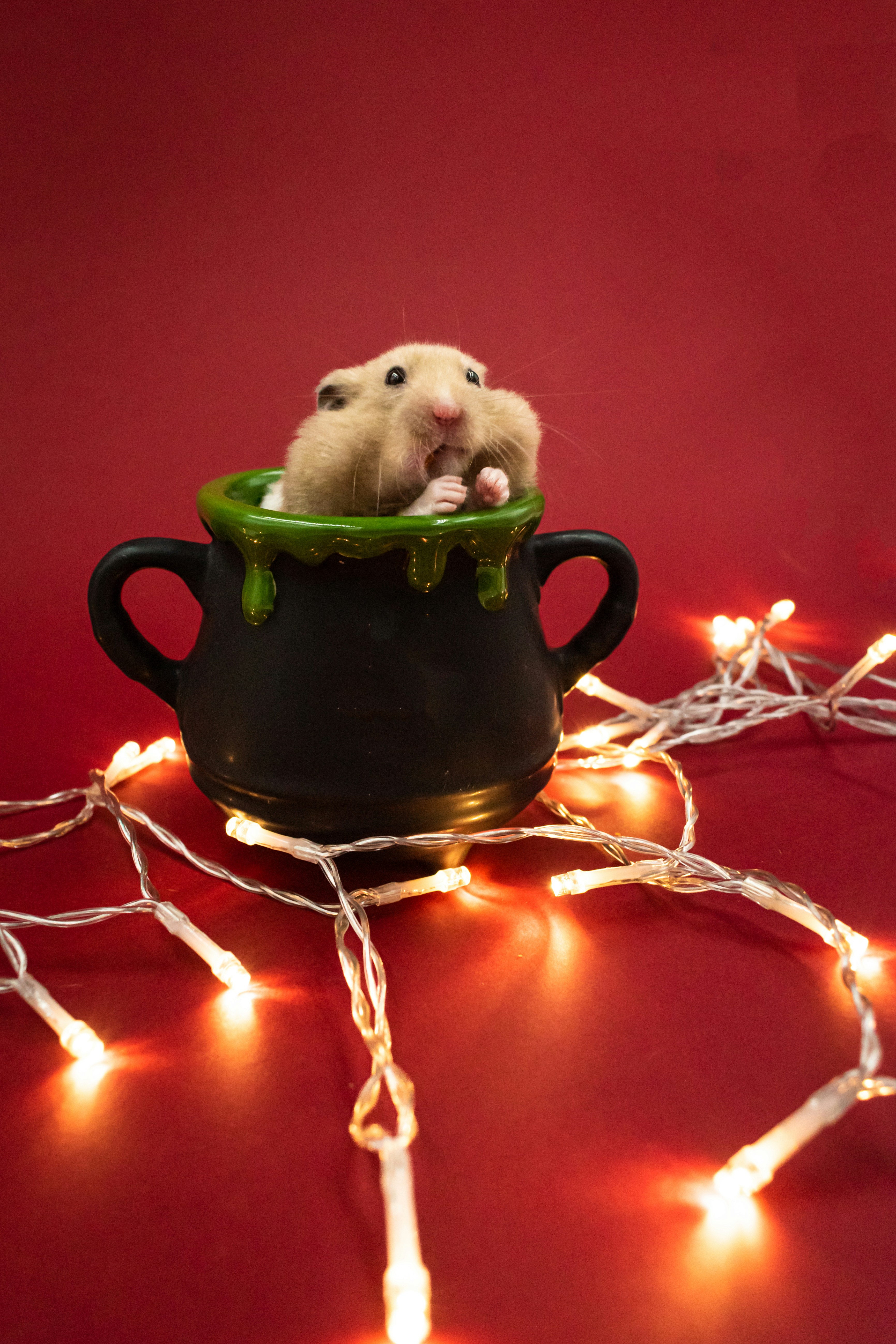 A small rodent sitting inside of a black pot photo – Free Animal Image ...