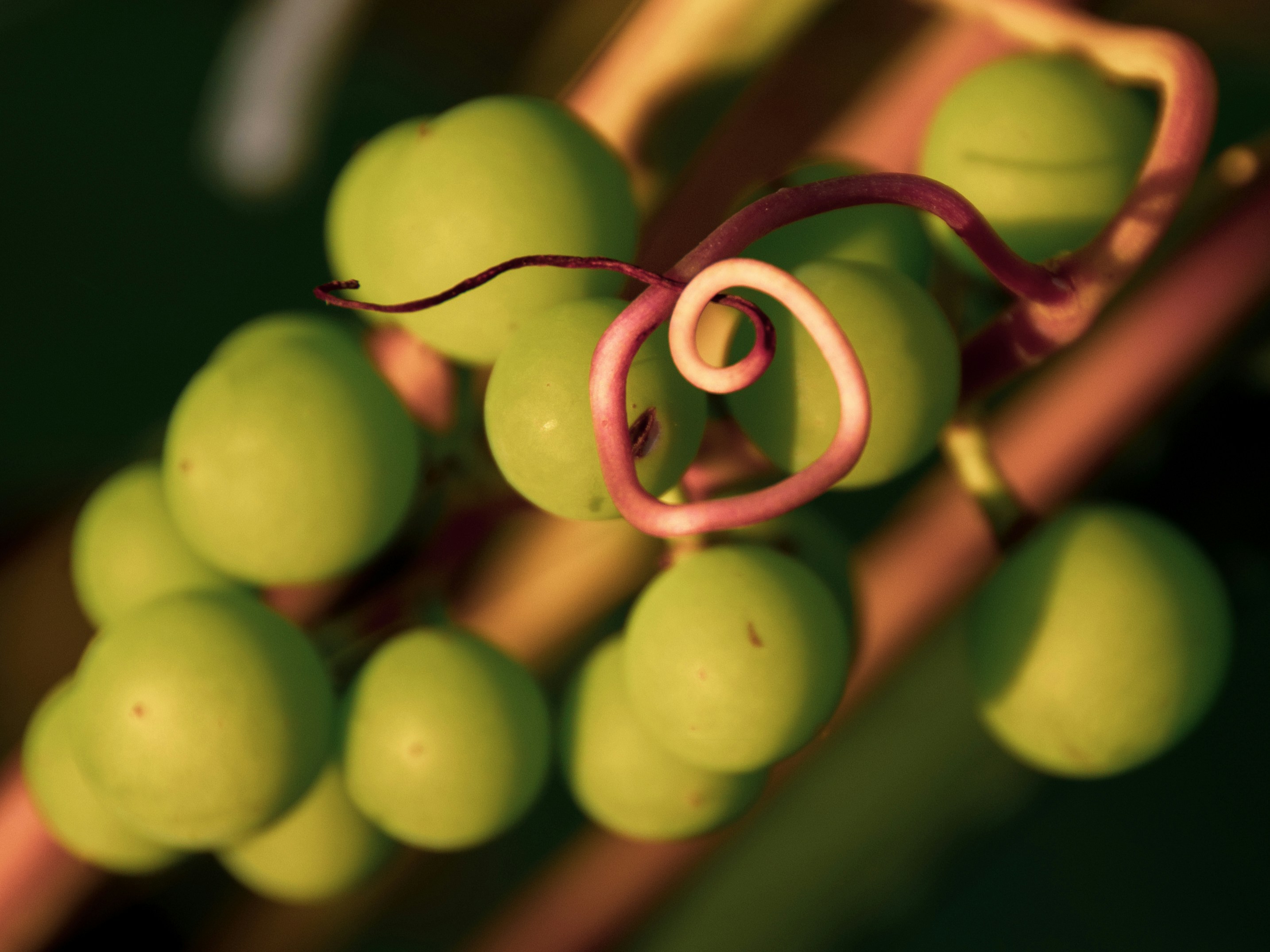 Un primer plano de un racimo de uvas verdes foto – Imagen de Uvas ...