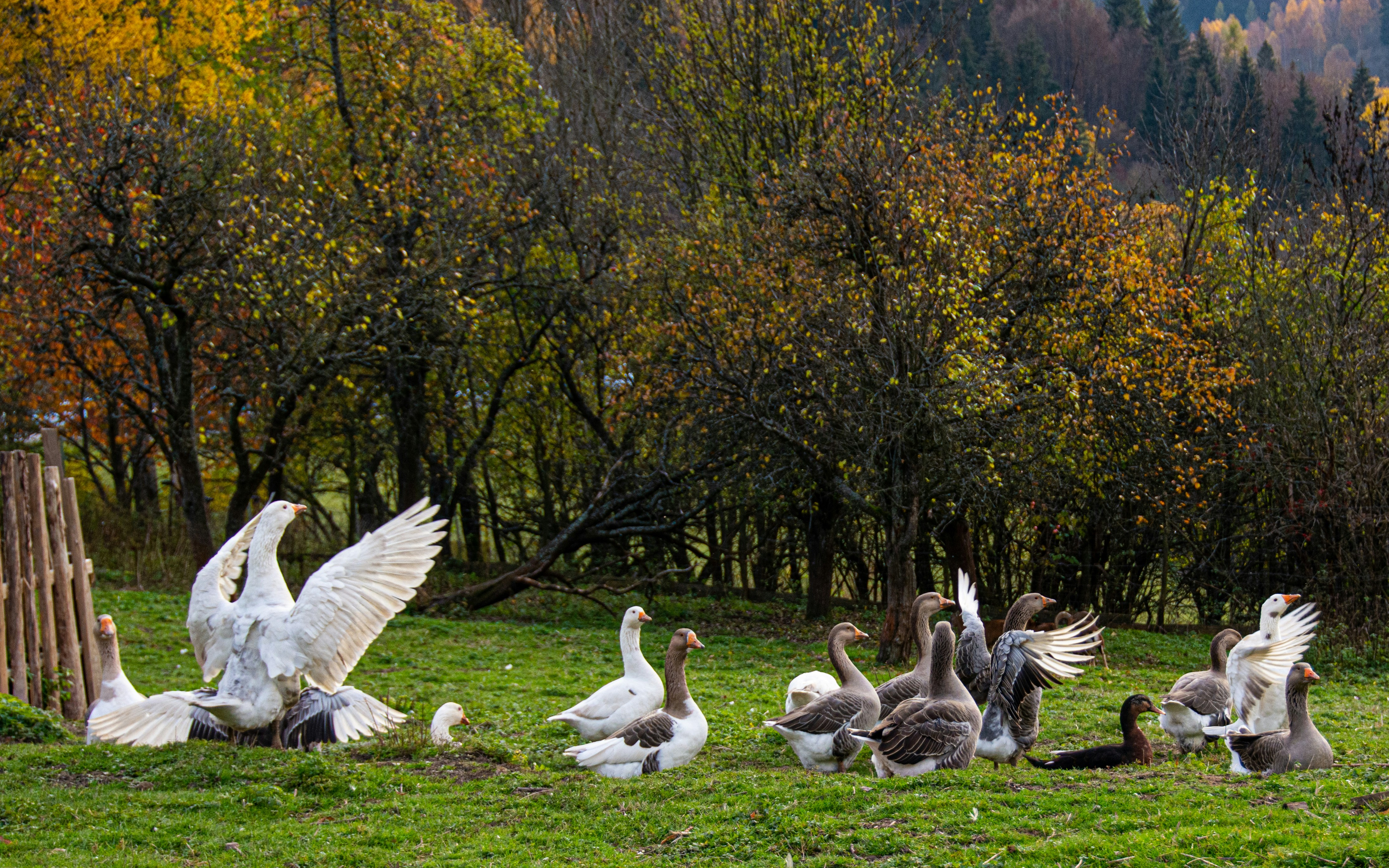Autumn Gathering of Graceful Geese