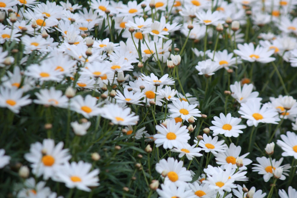 Un bouquet de fleurs blanches et jaunes dans un champ photo – Photo ... Un bouquet de fleurs blanches et jaunes dans un champ photo – Photo ...