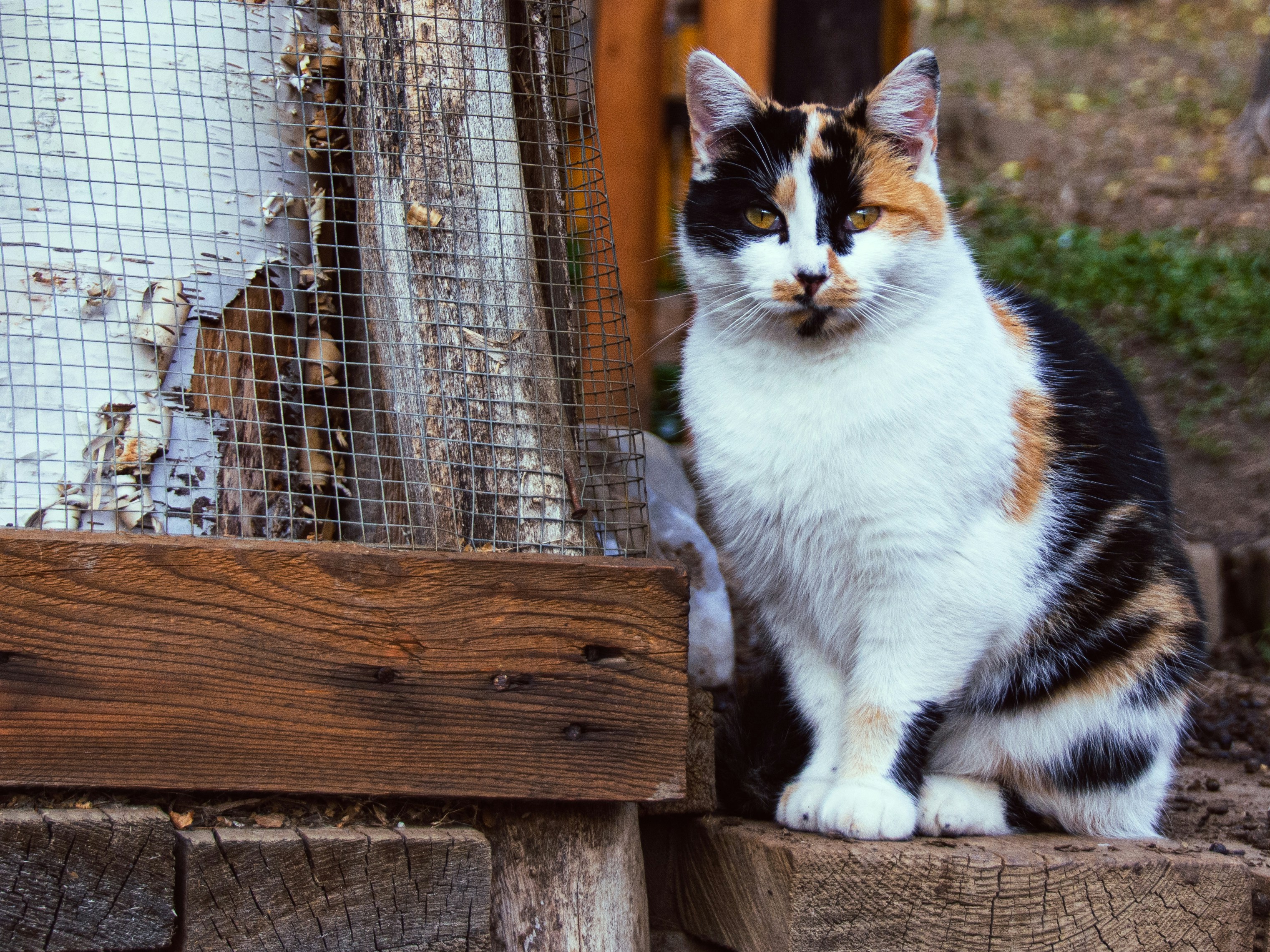 A calico cat sitting on top of a piece of wood photo – Free Cat Image ...