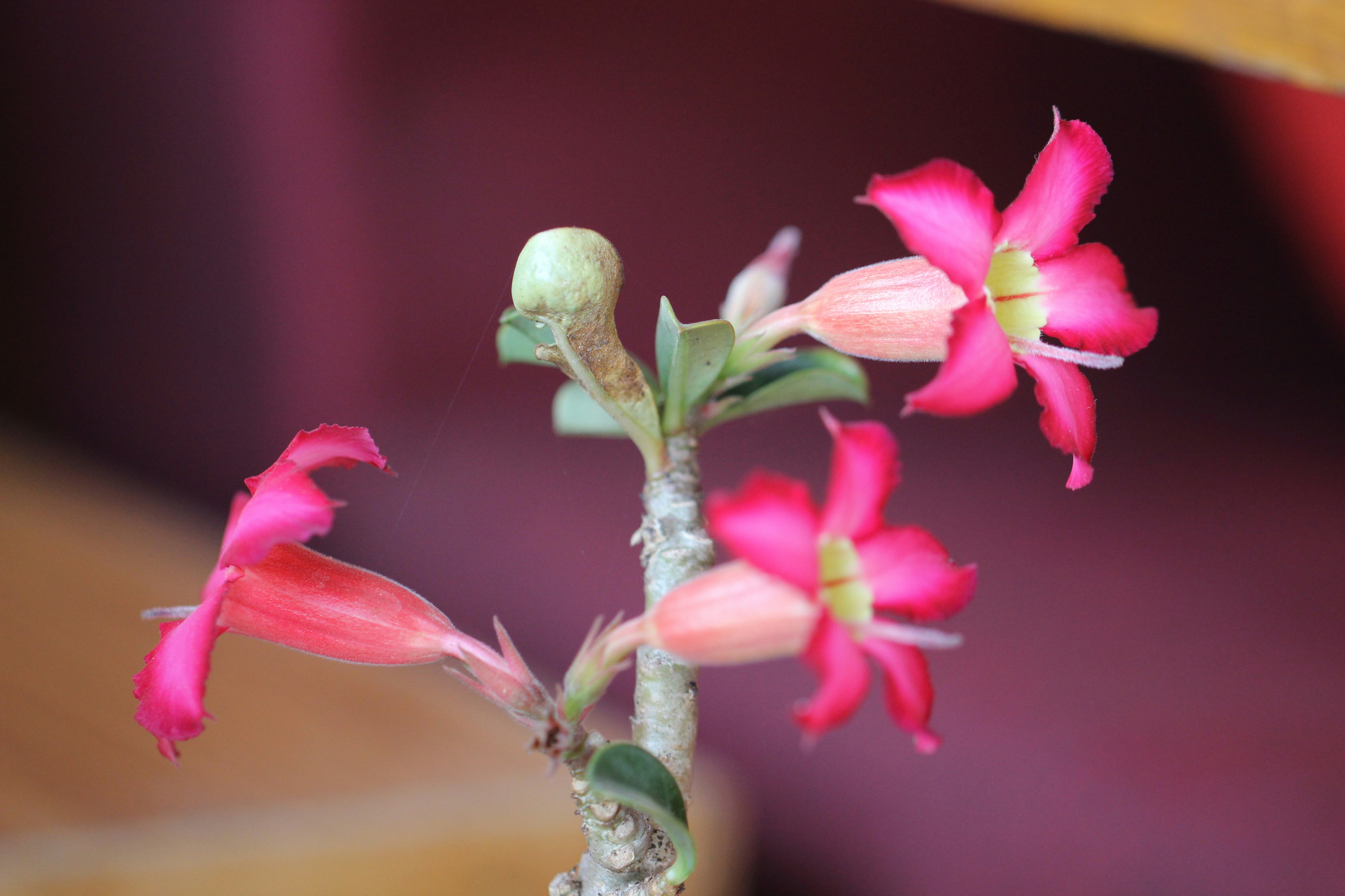 Crimson Blooms on a Thorny Stalk