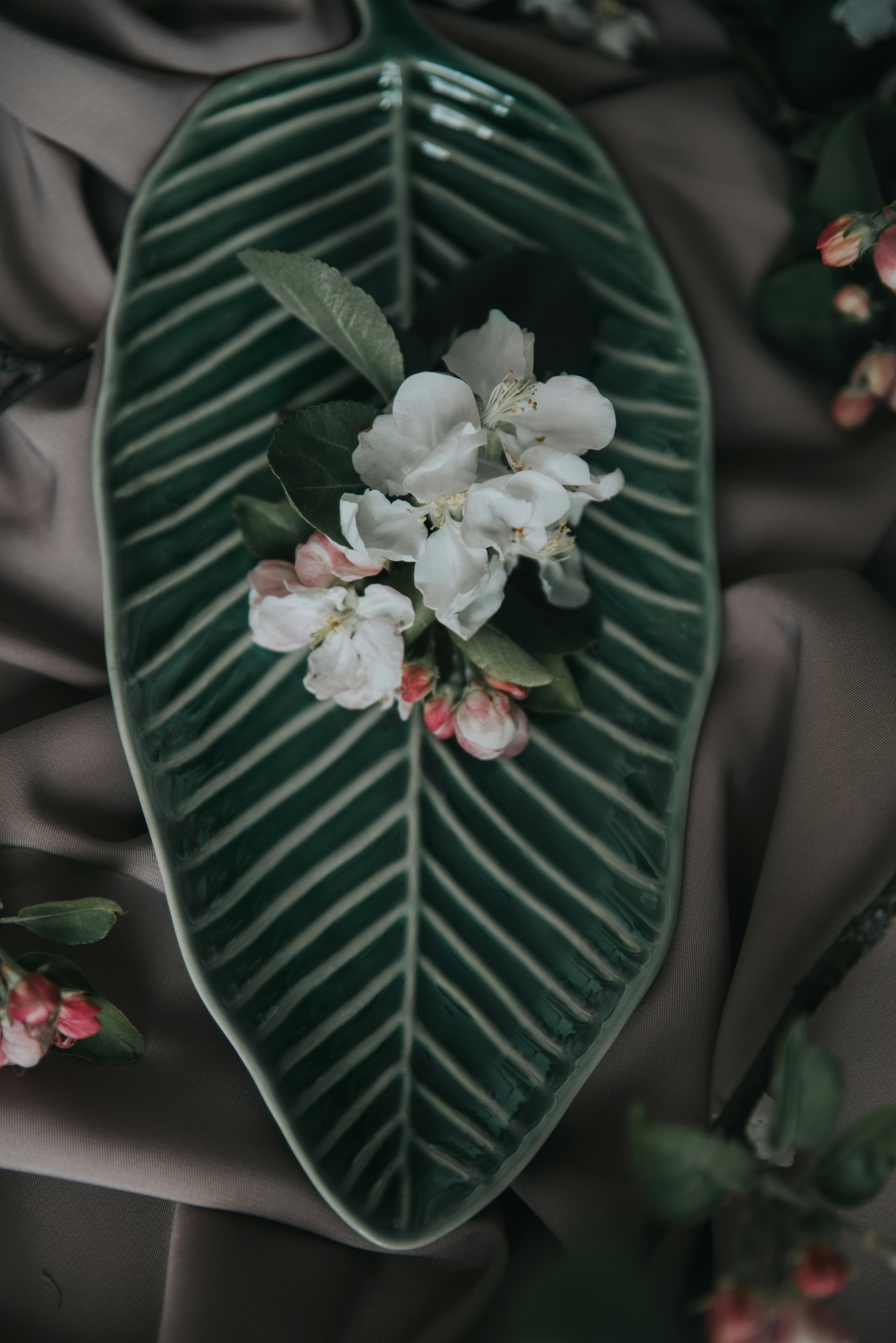 Vein-Born Bloom: White Flowers Resting on a Striped Green Leaf