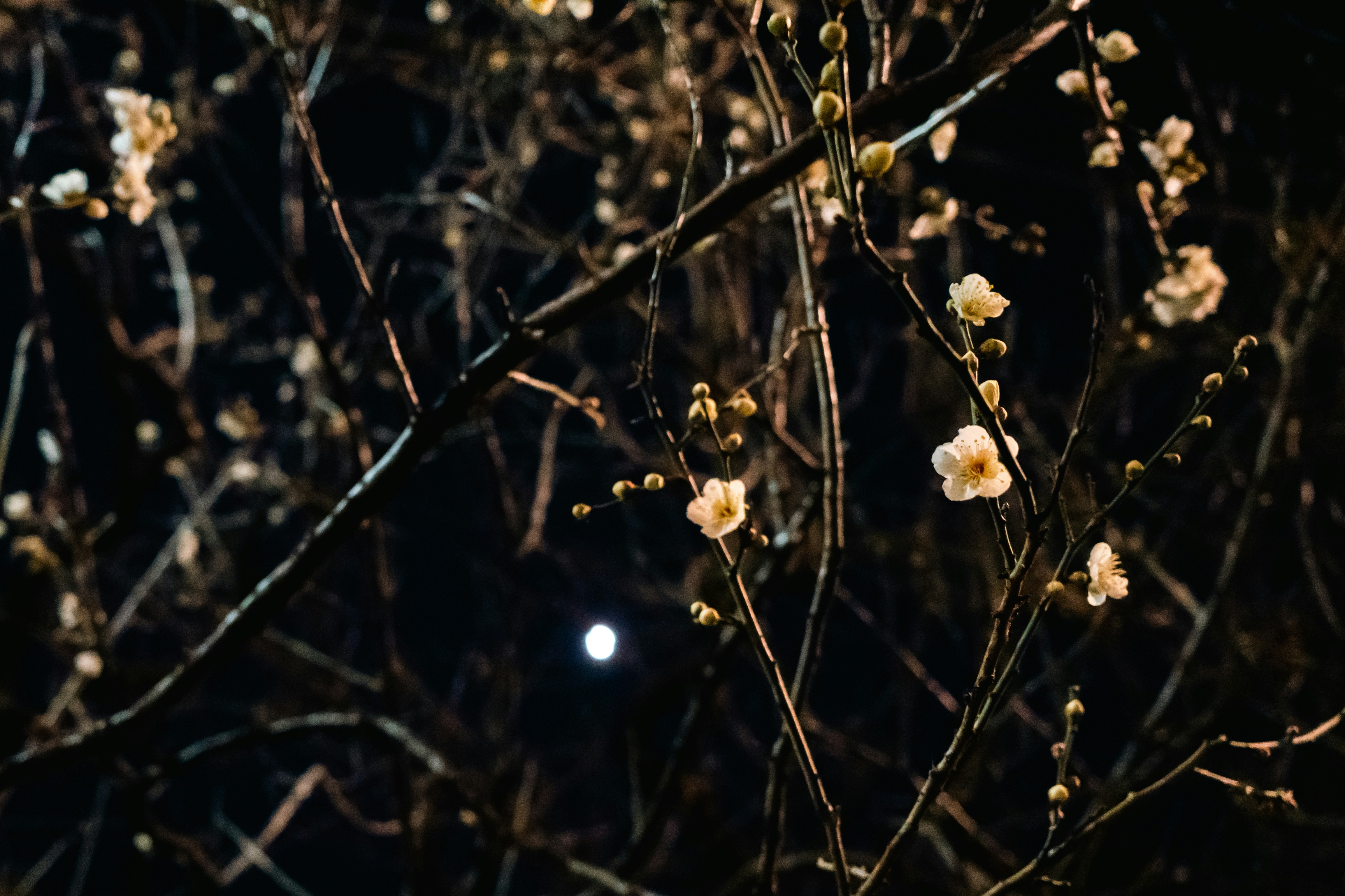Moonlit Petals Tangled in Night's Veins