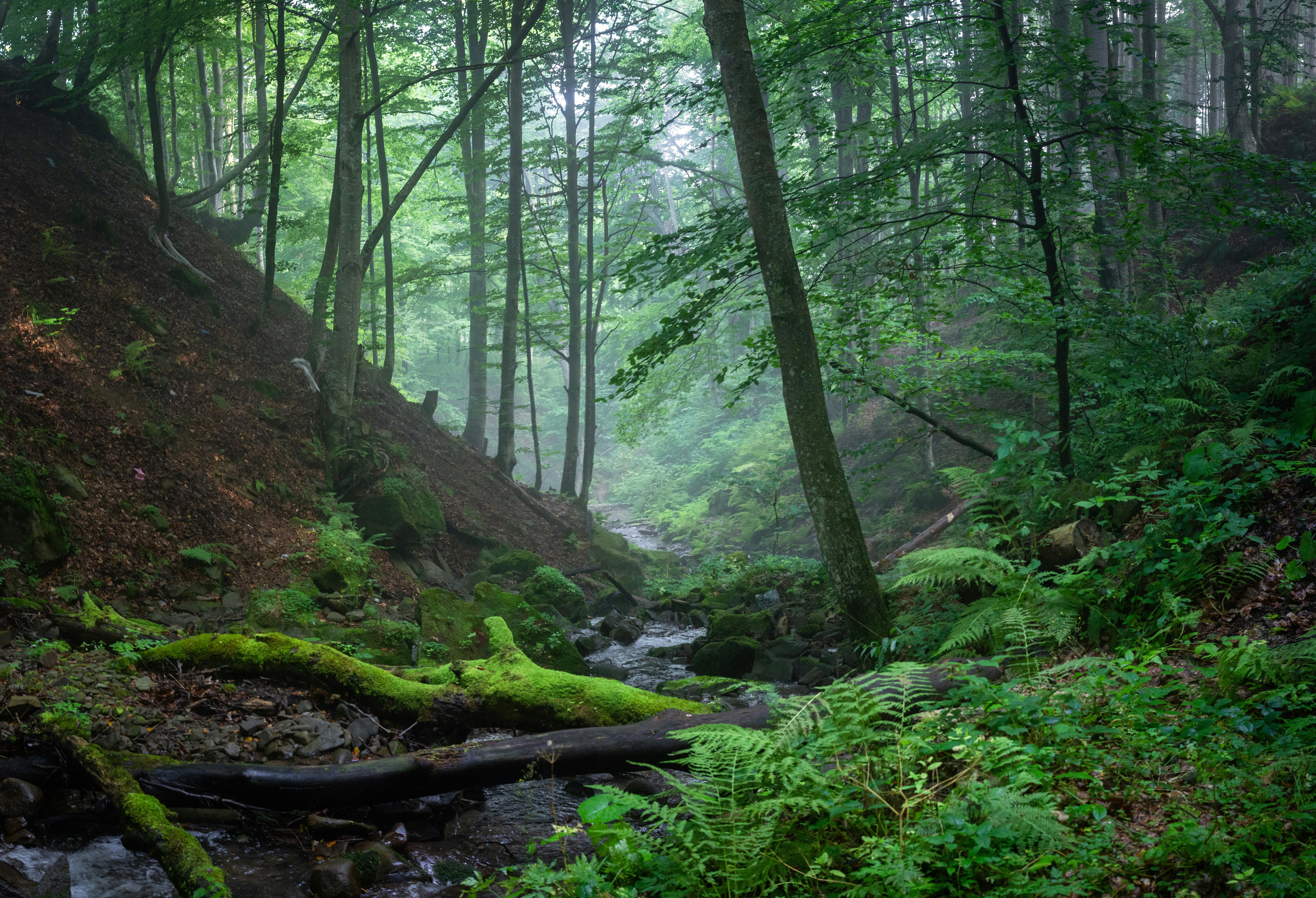 Moss-covered logs and ferns line a serene forest stream enveloped in gentle mist.