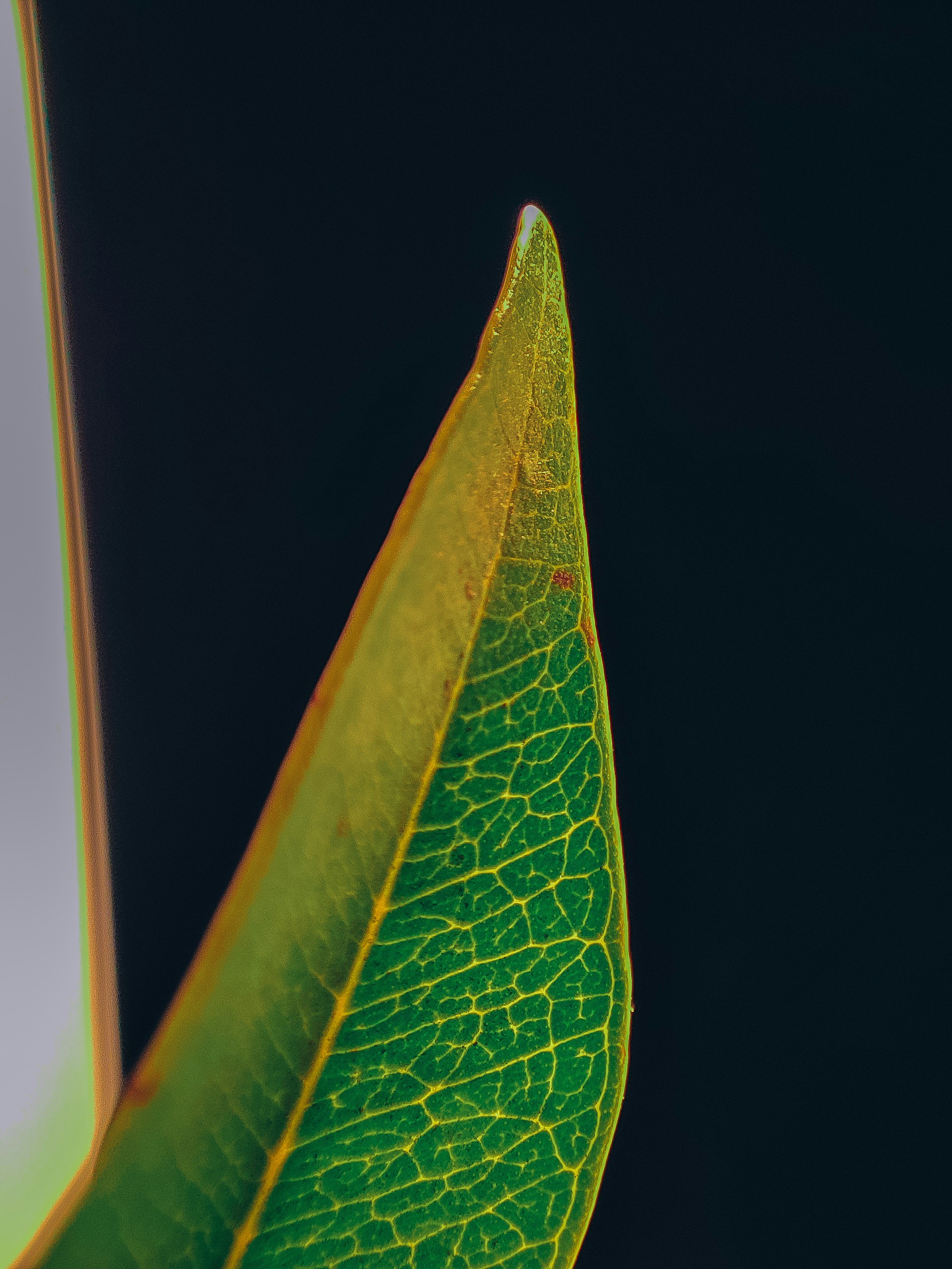 Close-up of a leaf showcasing its detailed vein structure against a dark background.