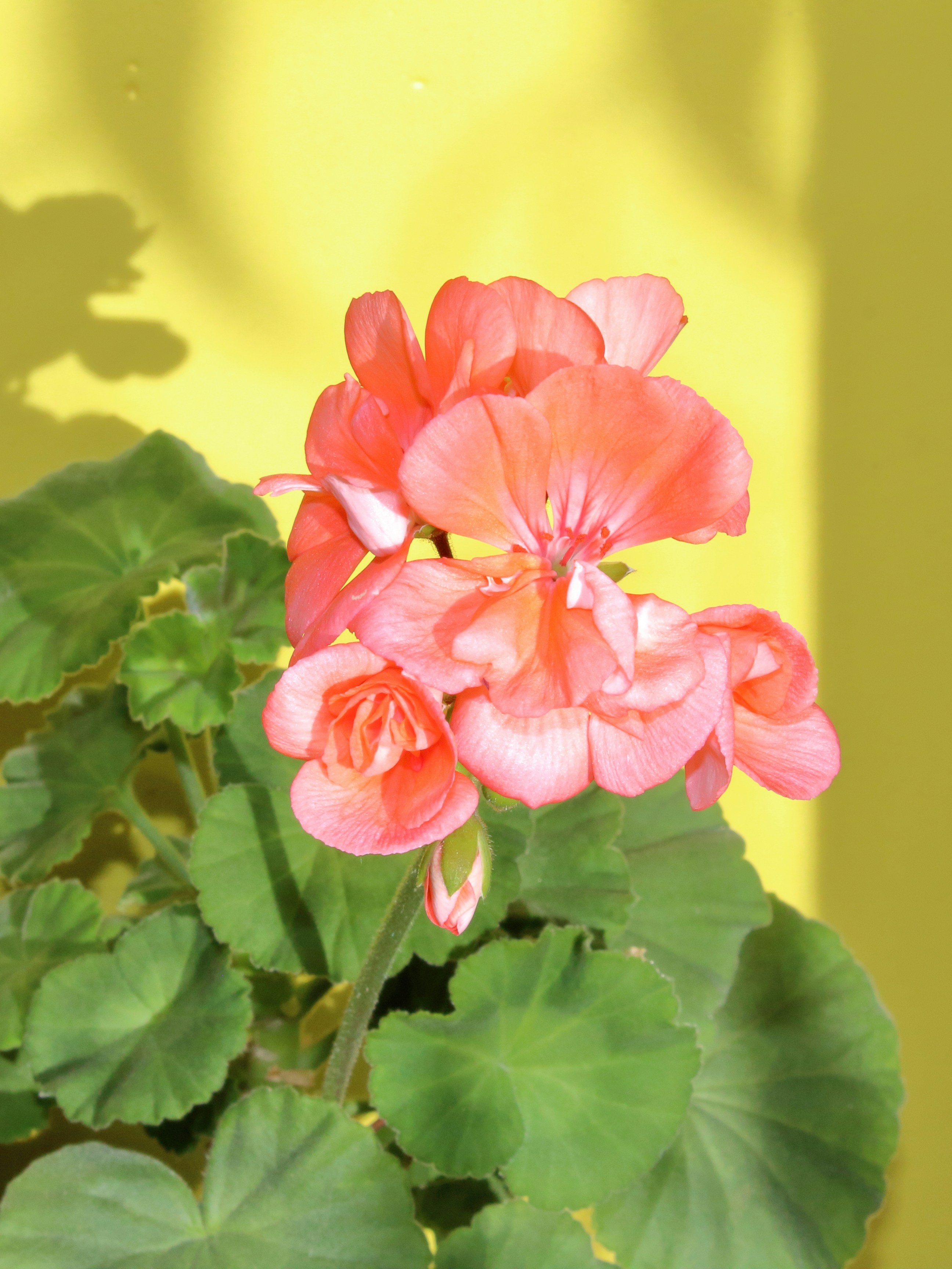 Coral Geranium Burst: Sunlit Blossom Among Rounded Leaves