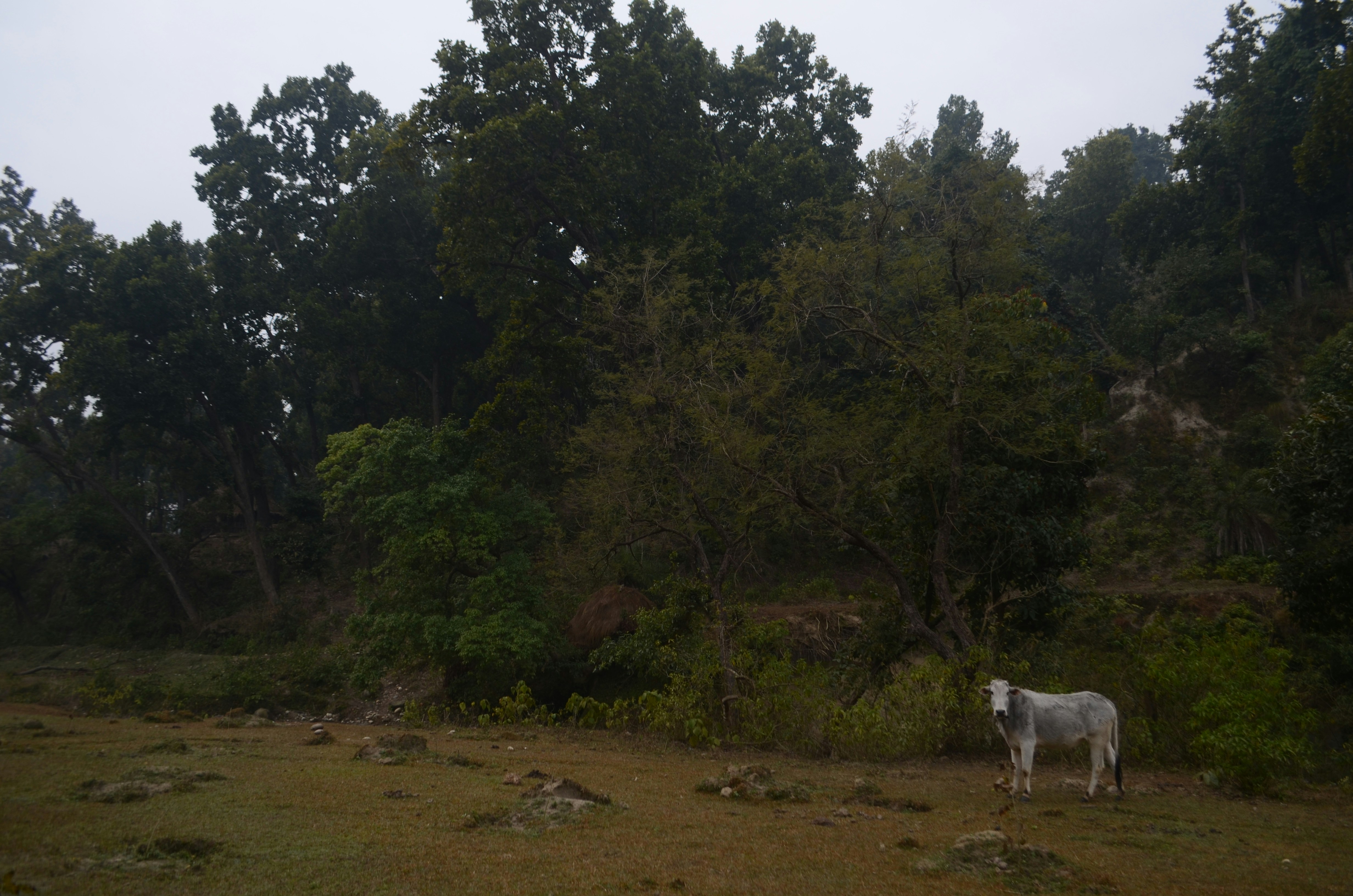 a white horse standing in the middle of a forest