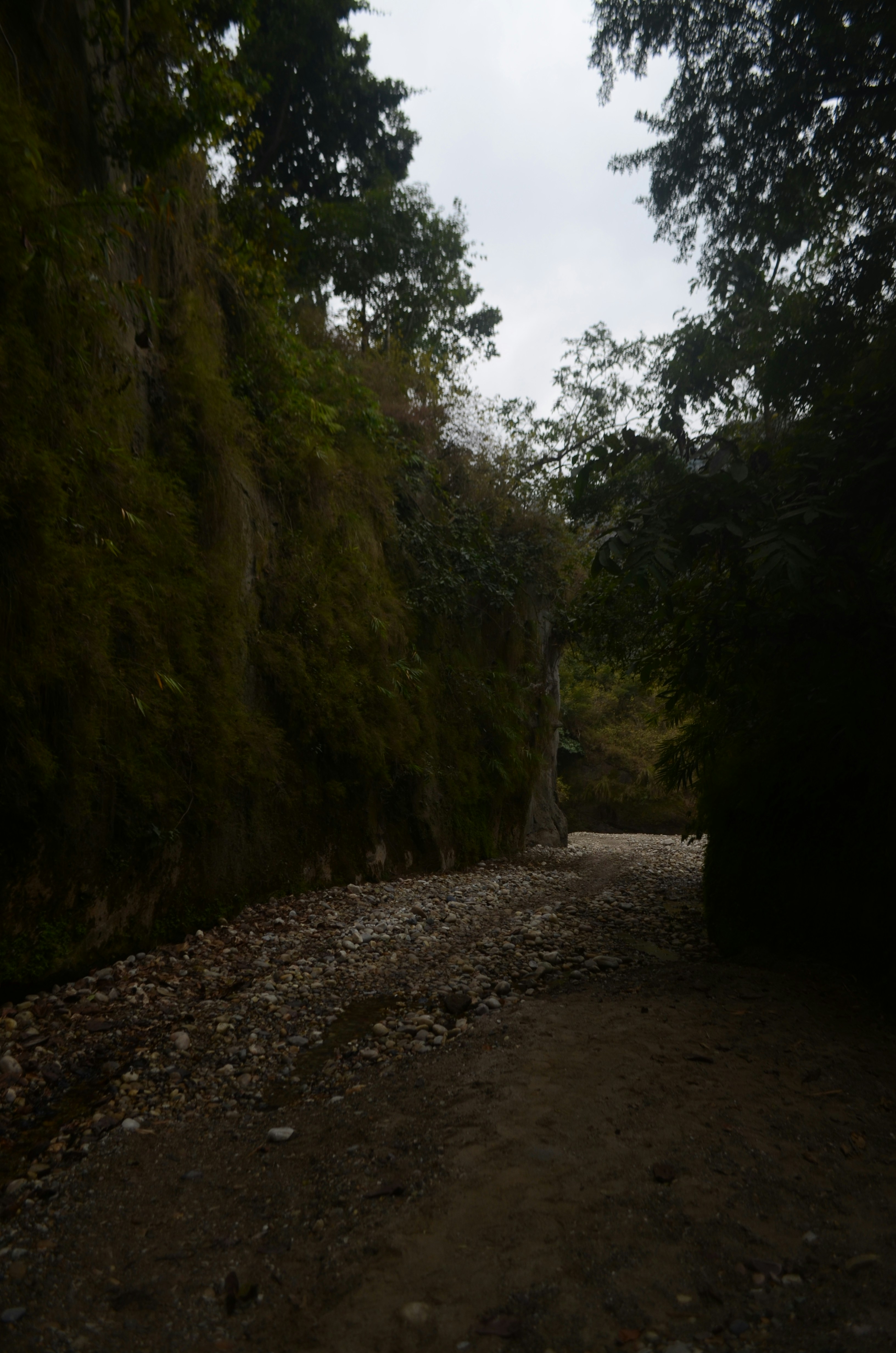 a dirt road surrounded by trees on a cloudy day