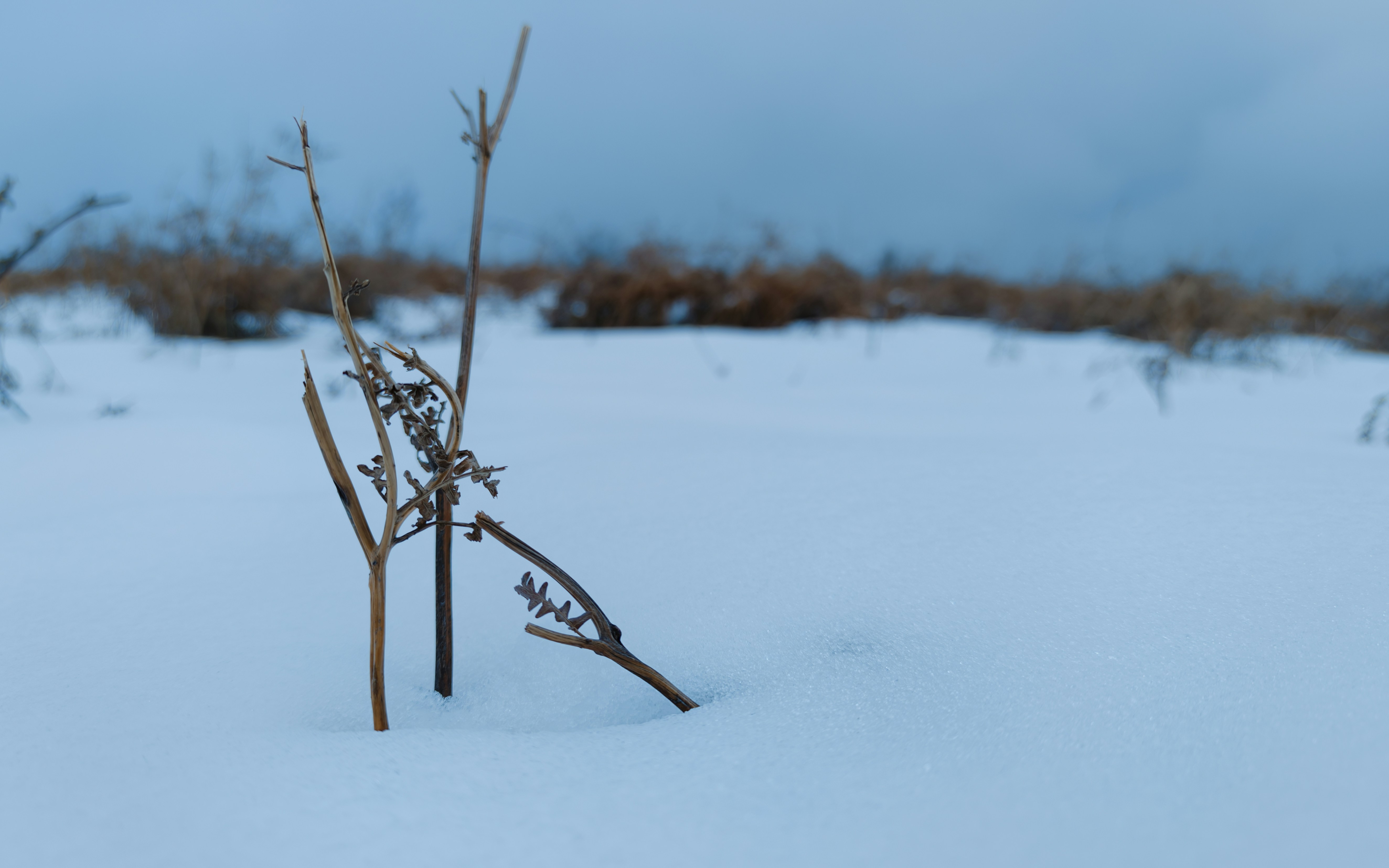 Close-up of a dried stem protruding from a snow-covered field, with a soft blue horizon and distant shrubs in shallow focus.