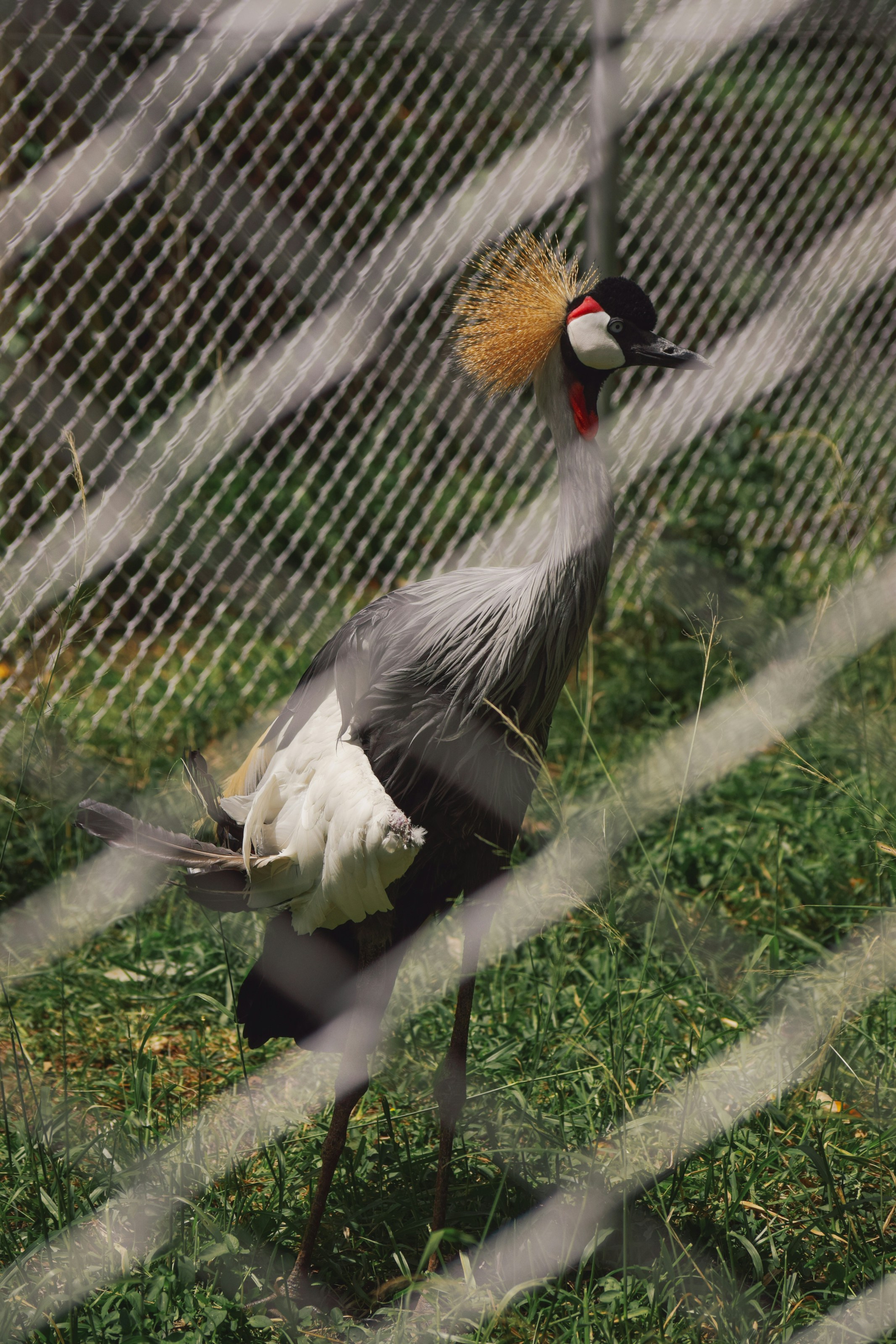 Crowned Crane Pauses Behind a Diamond Fence in Dappled Light