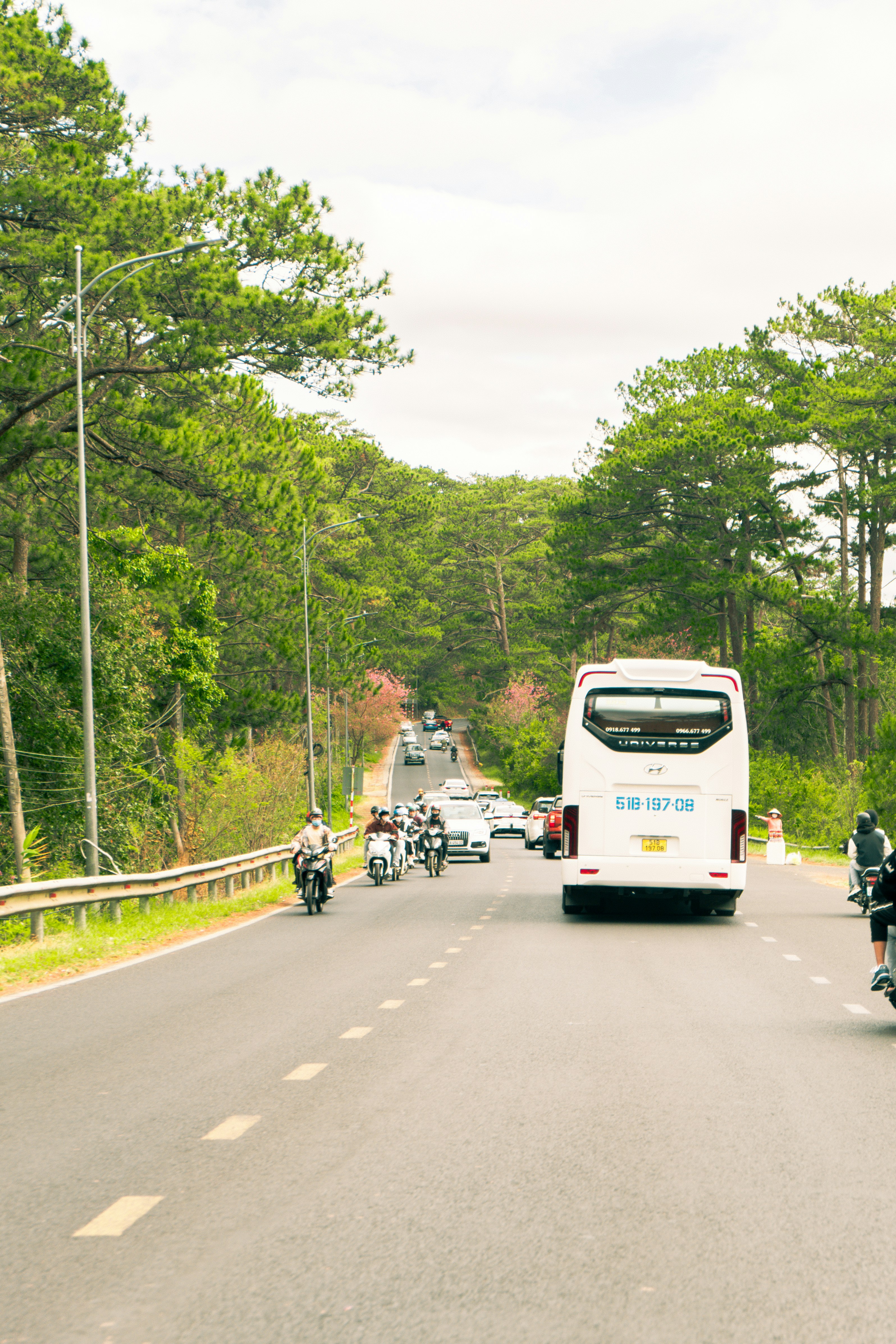 Rearbound Bus on a Pine-Lined Highway