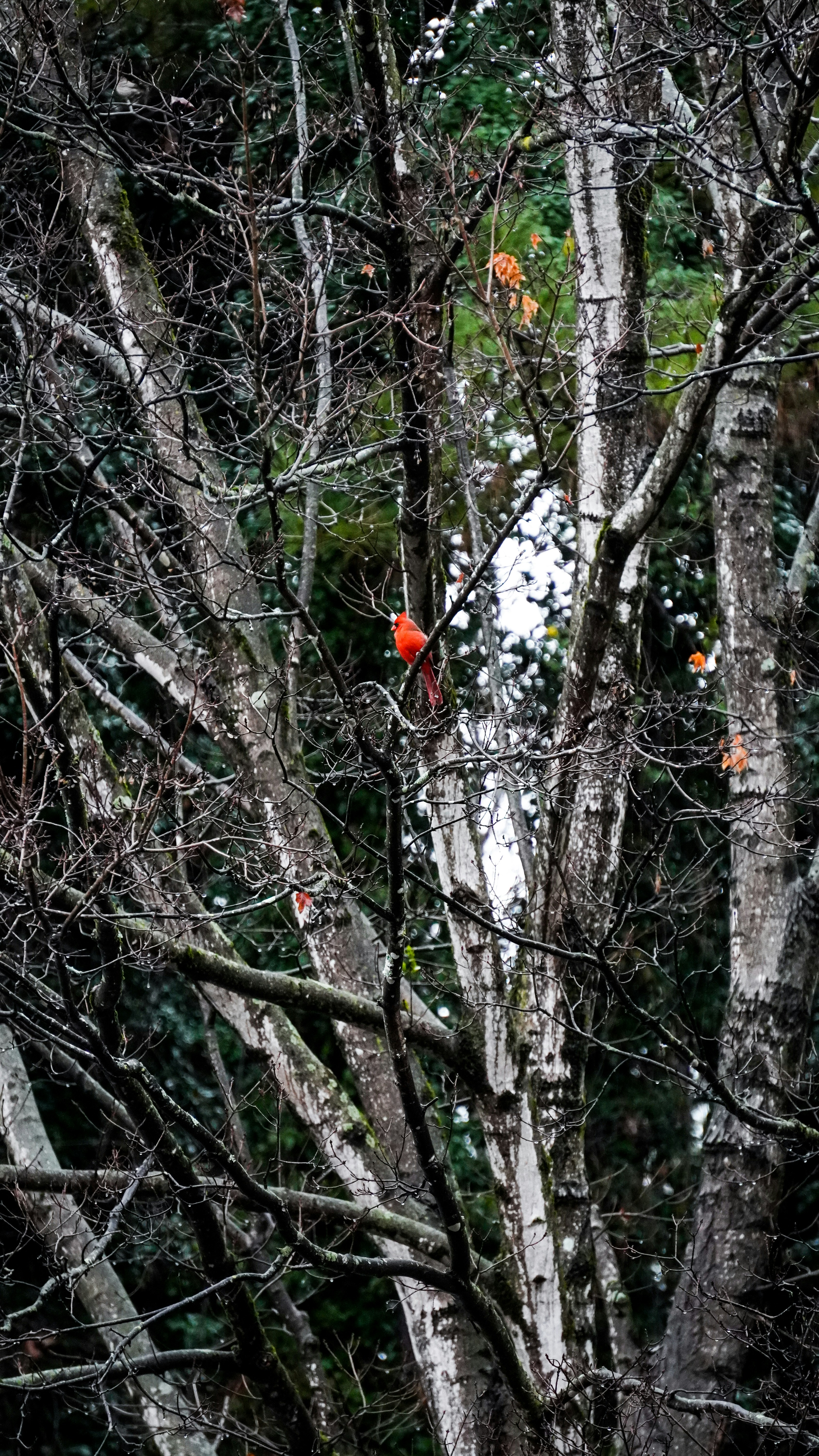 Crimson Cardinal Framed by a Lattice of Winter Branches