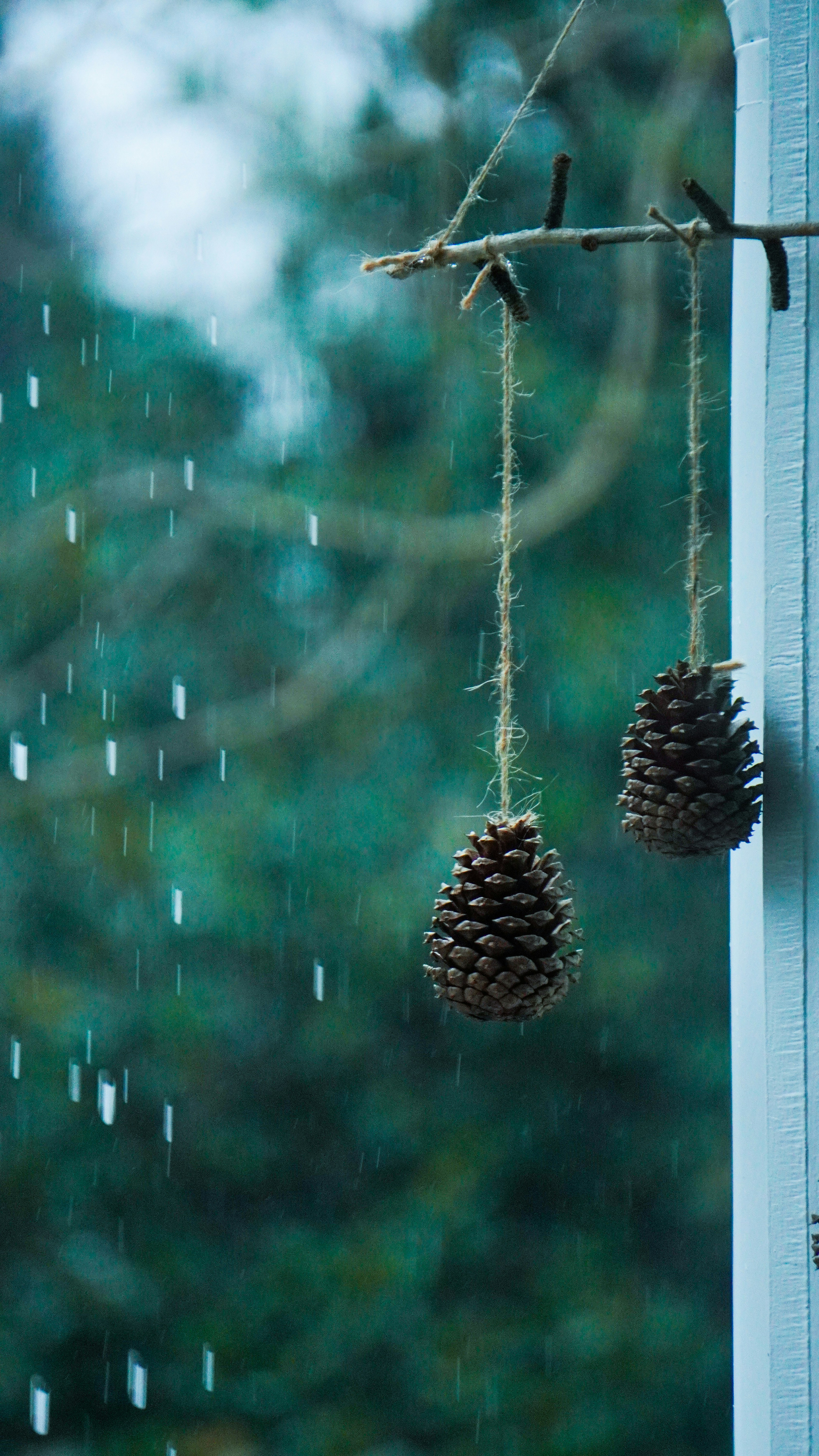 Rain-Soft Pinecones on a Weathered Blue Panel