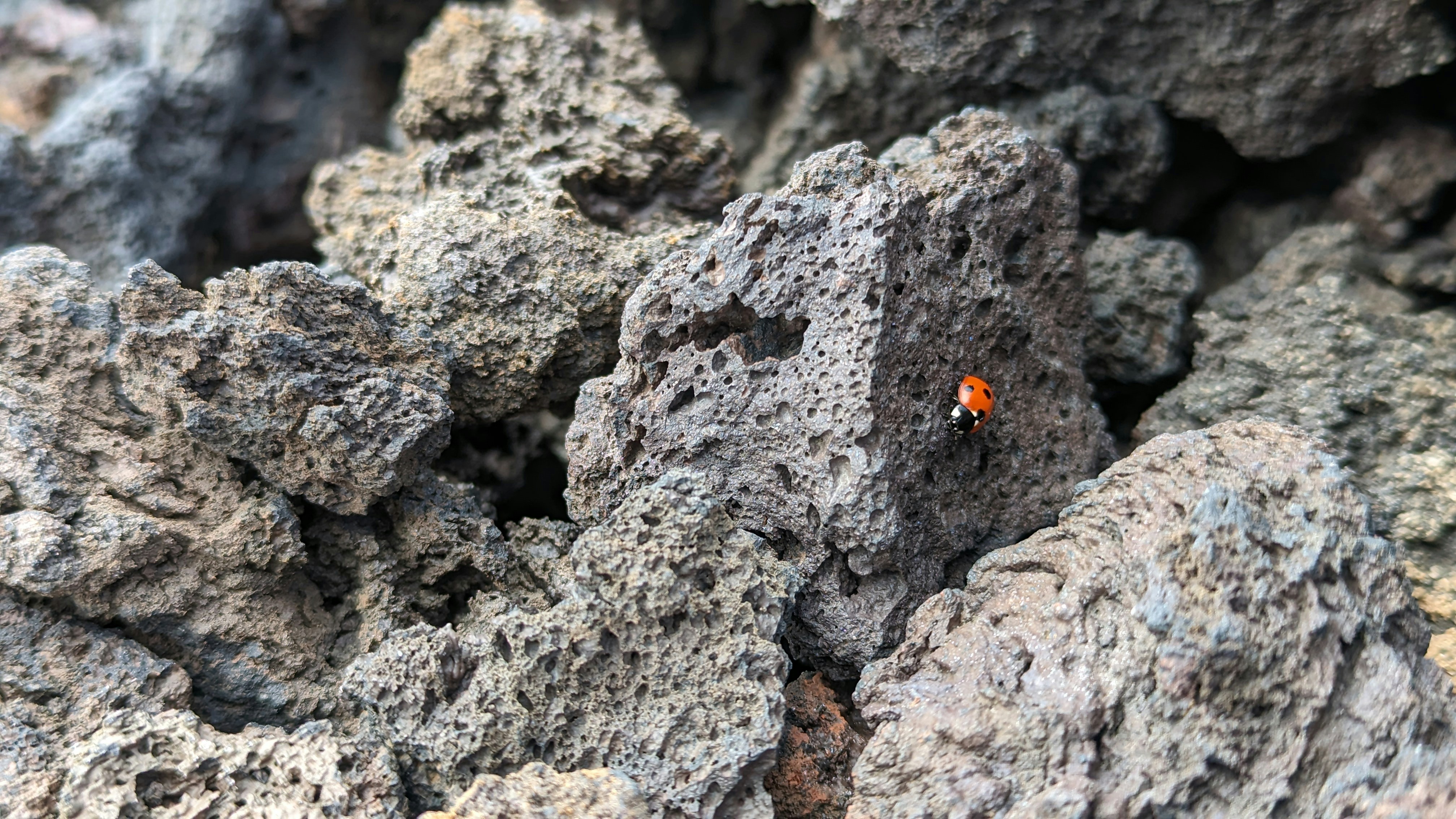 A close up of rocks with a red bug on them photo – Free Lanzarote Image ...