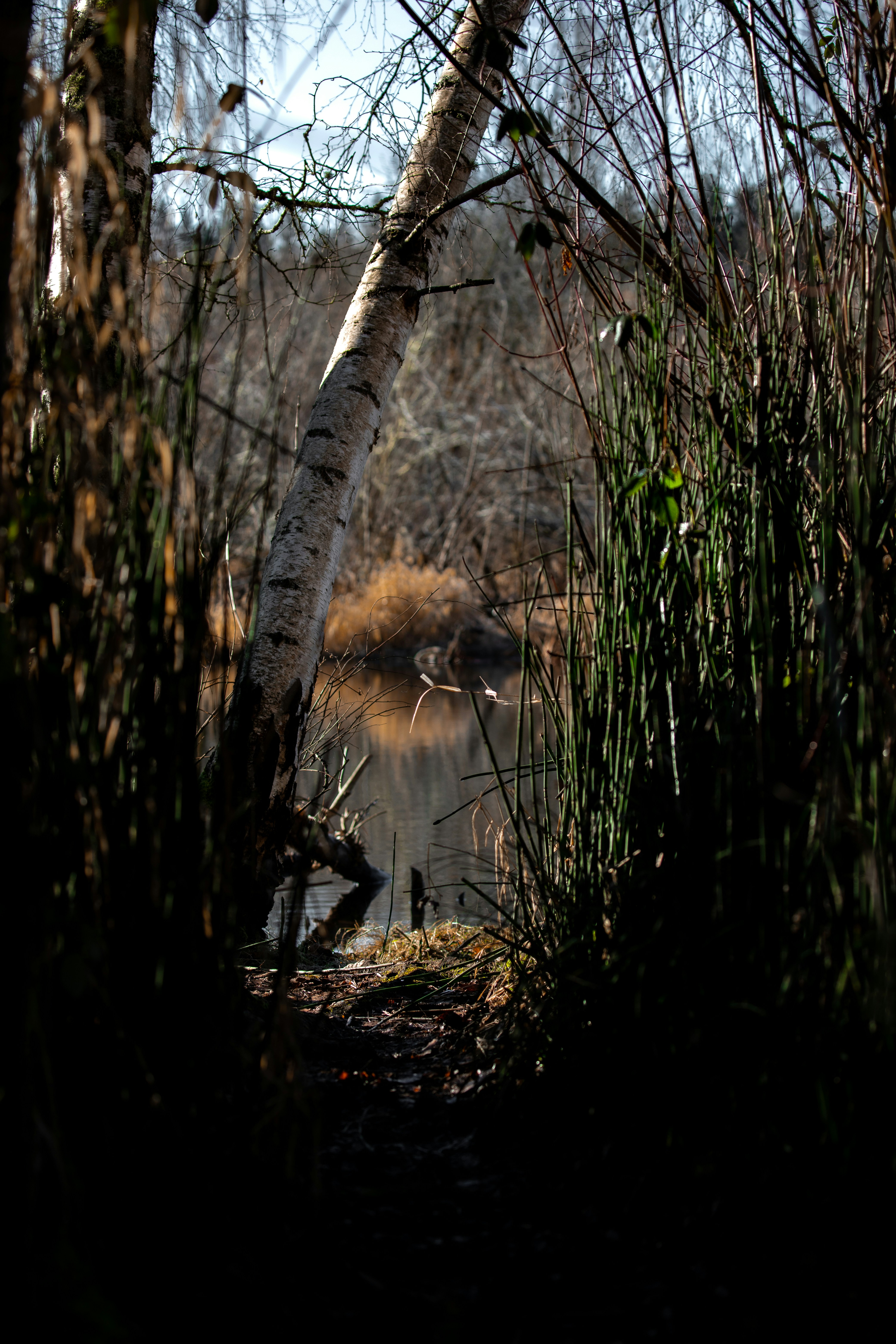 Reed Gate to a Quiet Pond: A Sliver of Light Through the Branches