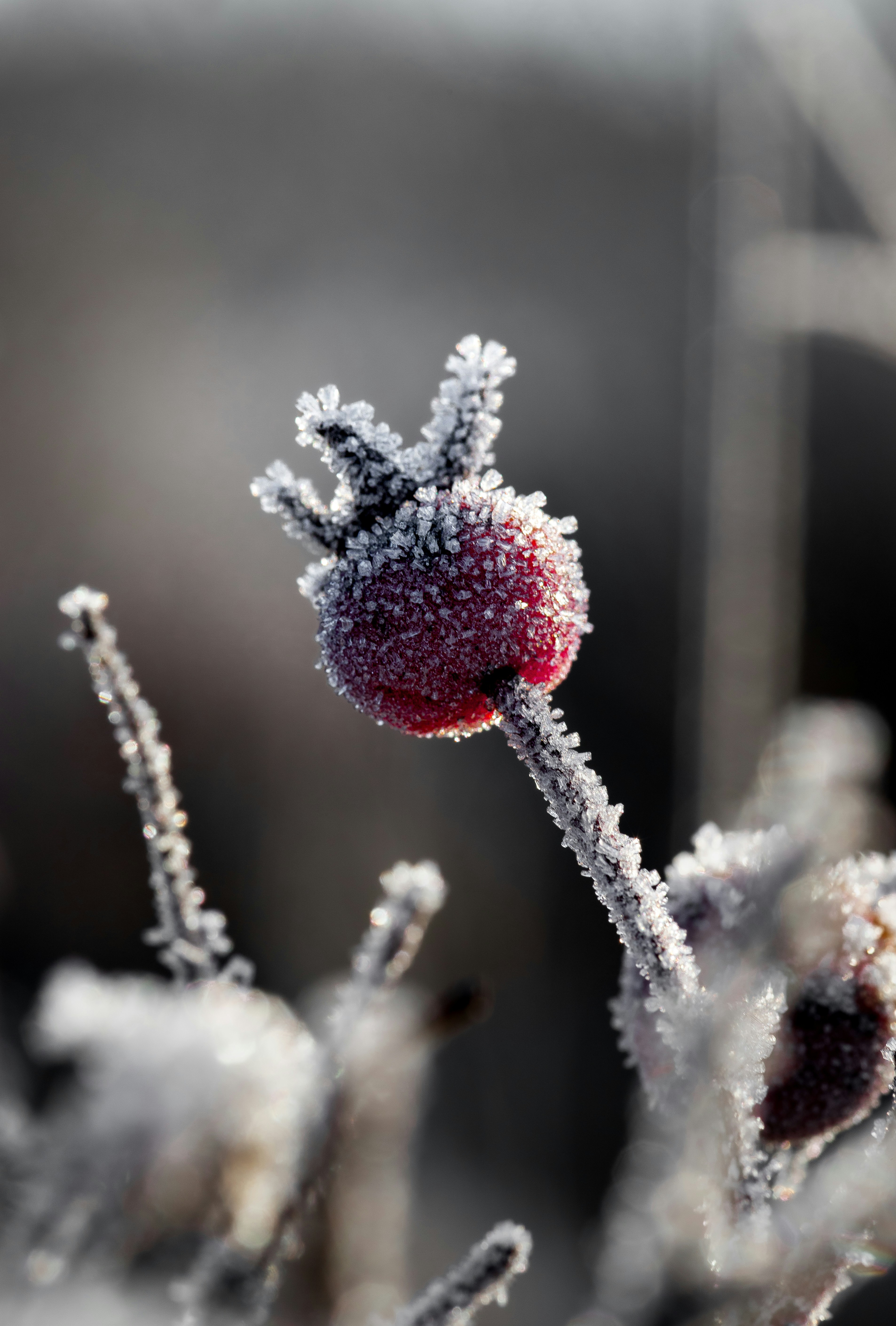 Frost-Kissed Crimson: a Macro Moment on Ice-Crystal Stems