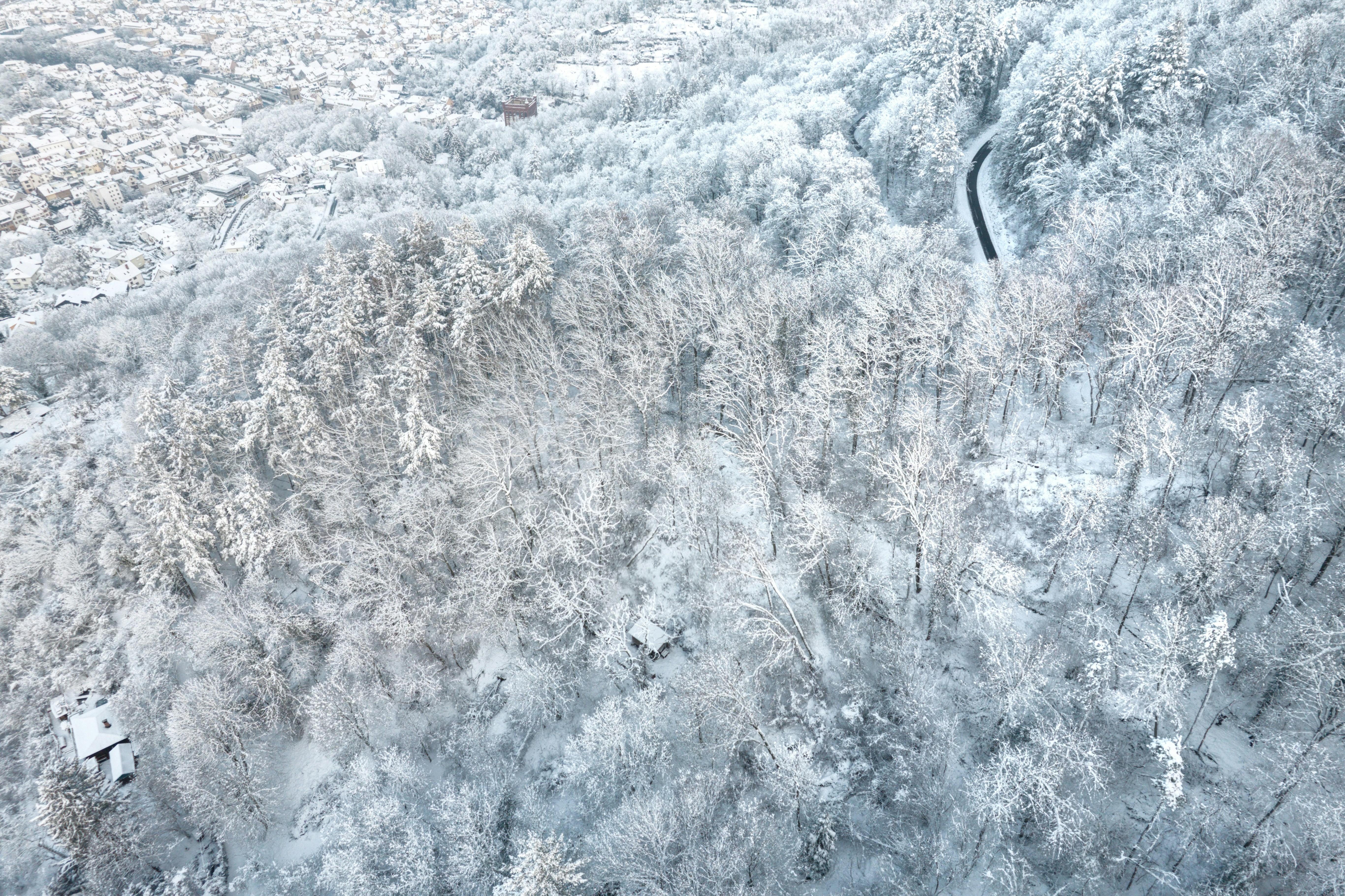 Curving Shadow Across a Snowbound Forest