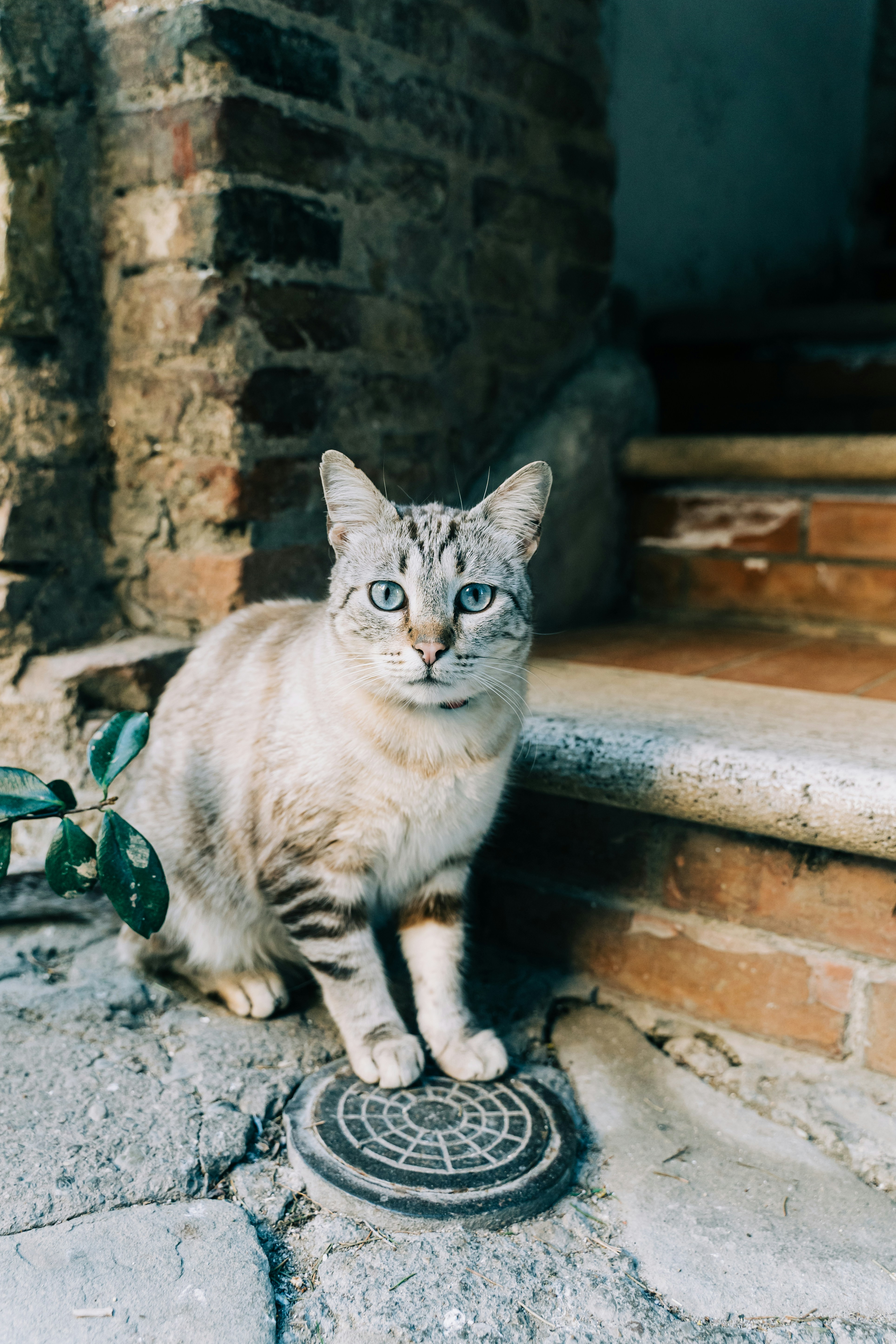 An unusual light coloured cat with blue eyes in a village in Italy