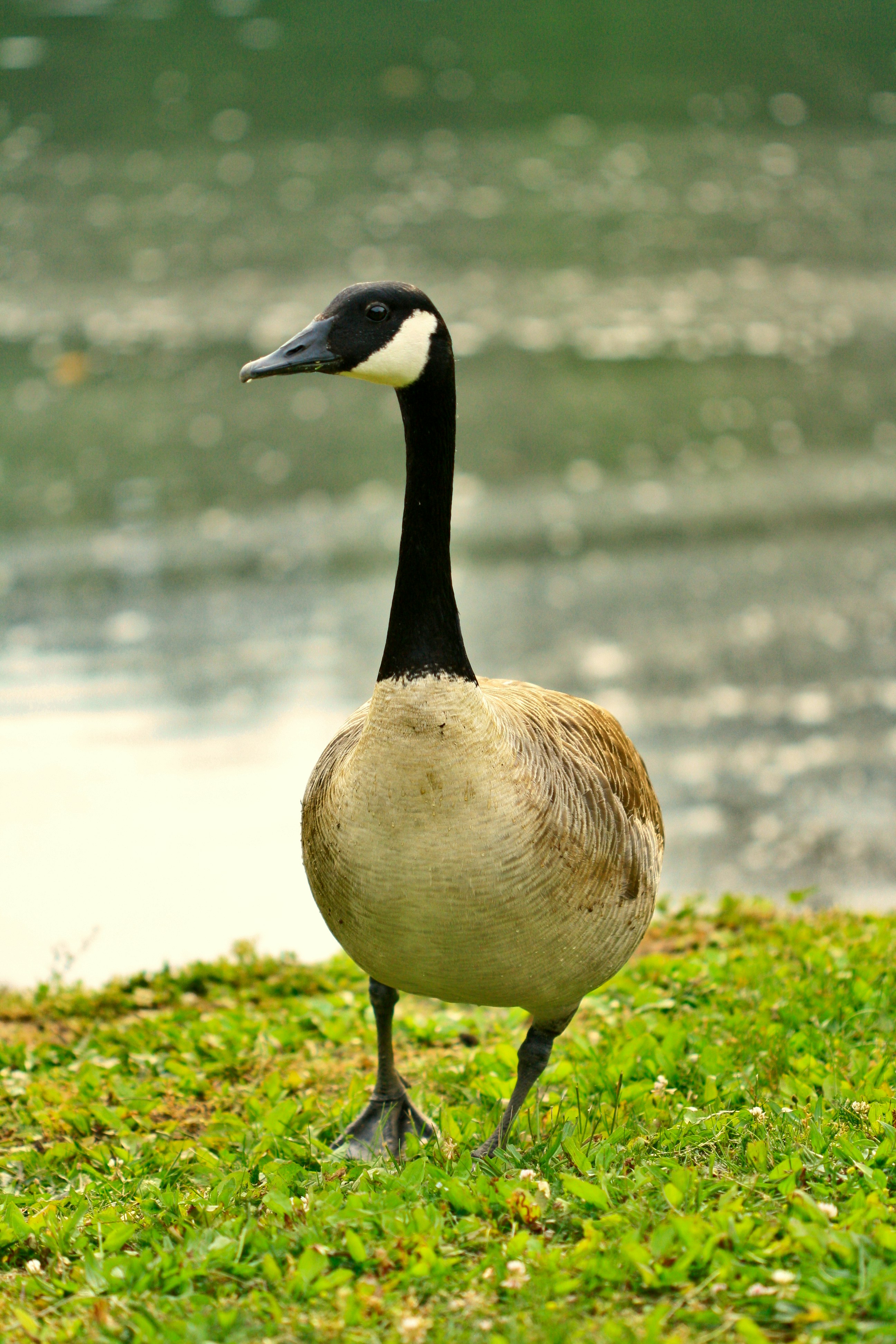 A Canada goose stands elegantly on the grass near a tranquil pond, showcasing its distinctive black head and brown body. The serene backdrop enhances the natural beauty of the scene.