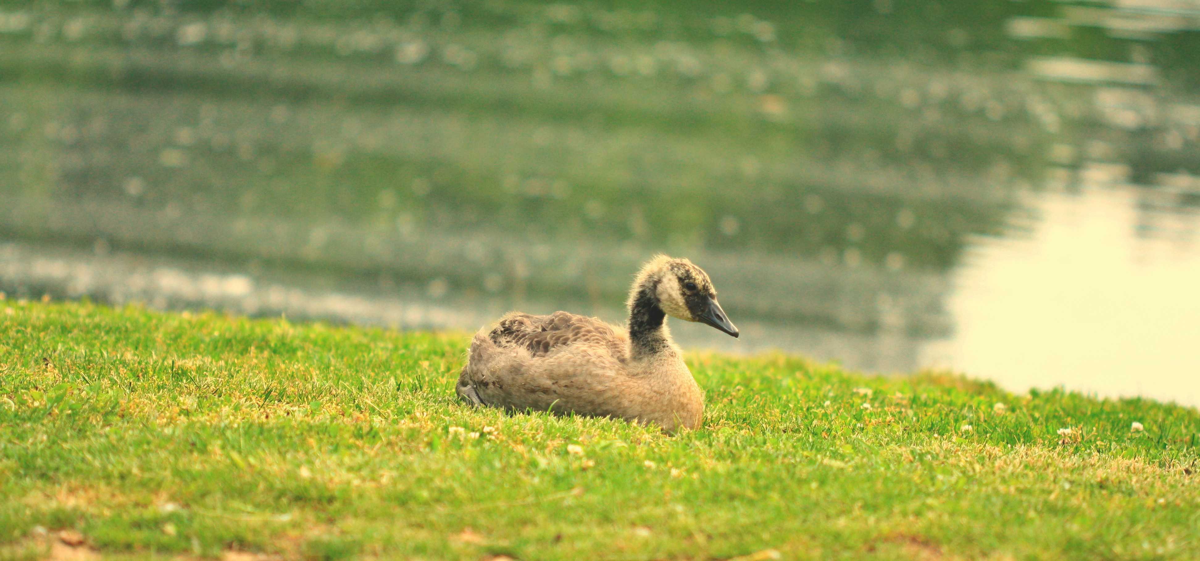 a duck that is sitting in the grass