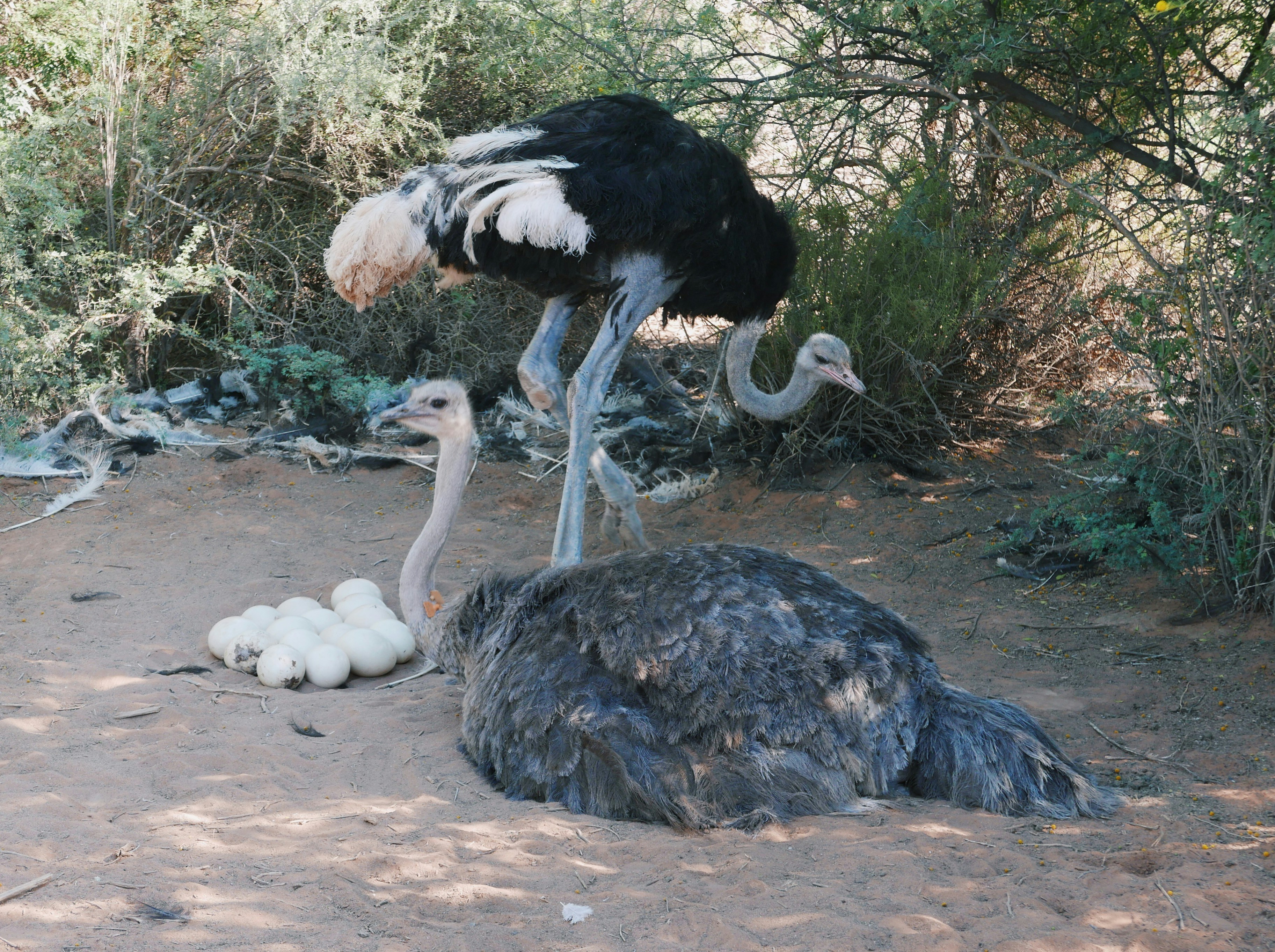 Nest Sentinel: An Ostrich Over Its Eggs in a Shaded Clearing