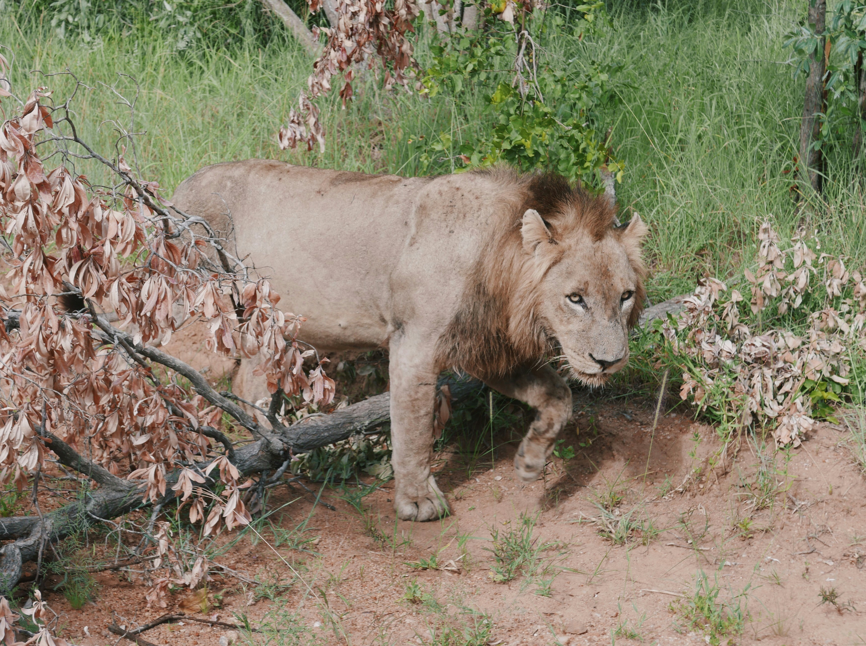 Foto Un león caminando por un campo cubierto de hierba – Imagen Parque ...