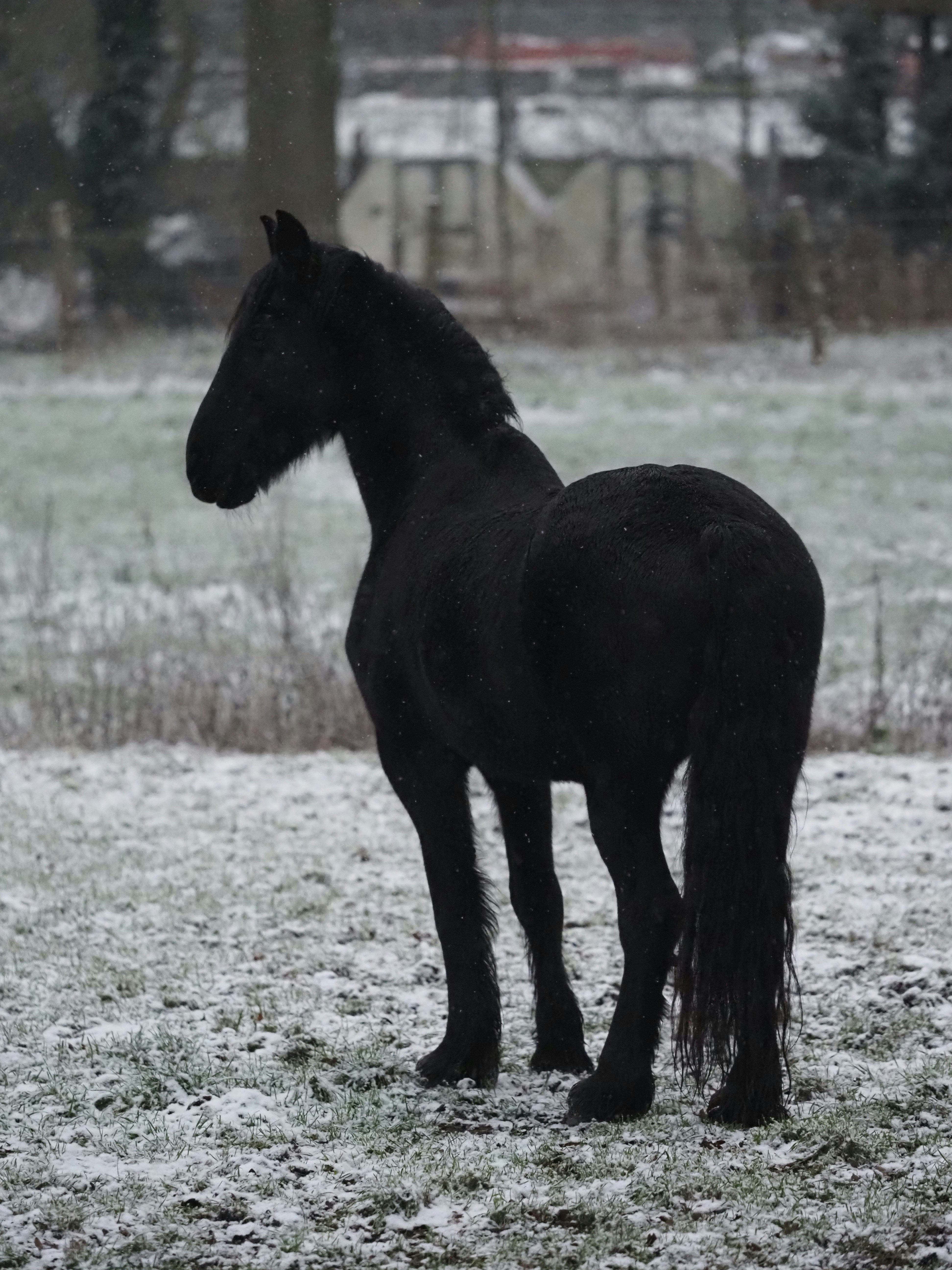 Midwinter Stance: a Black Stallion in Snow-dusted Field