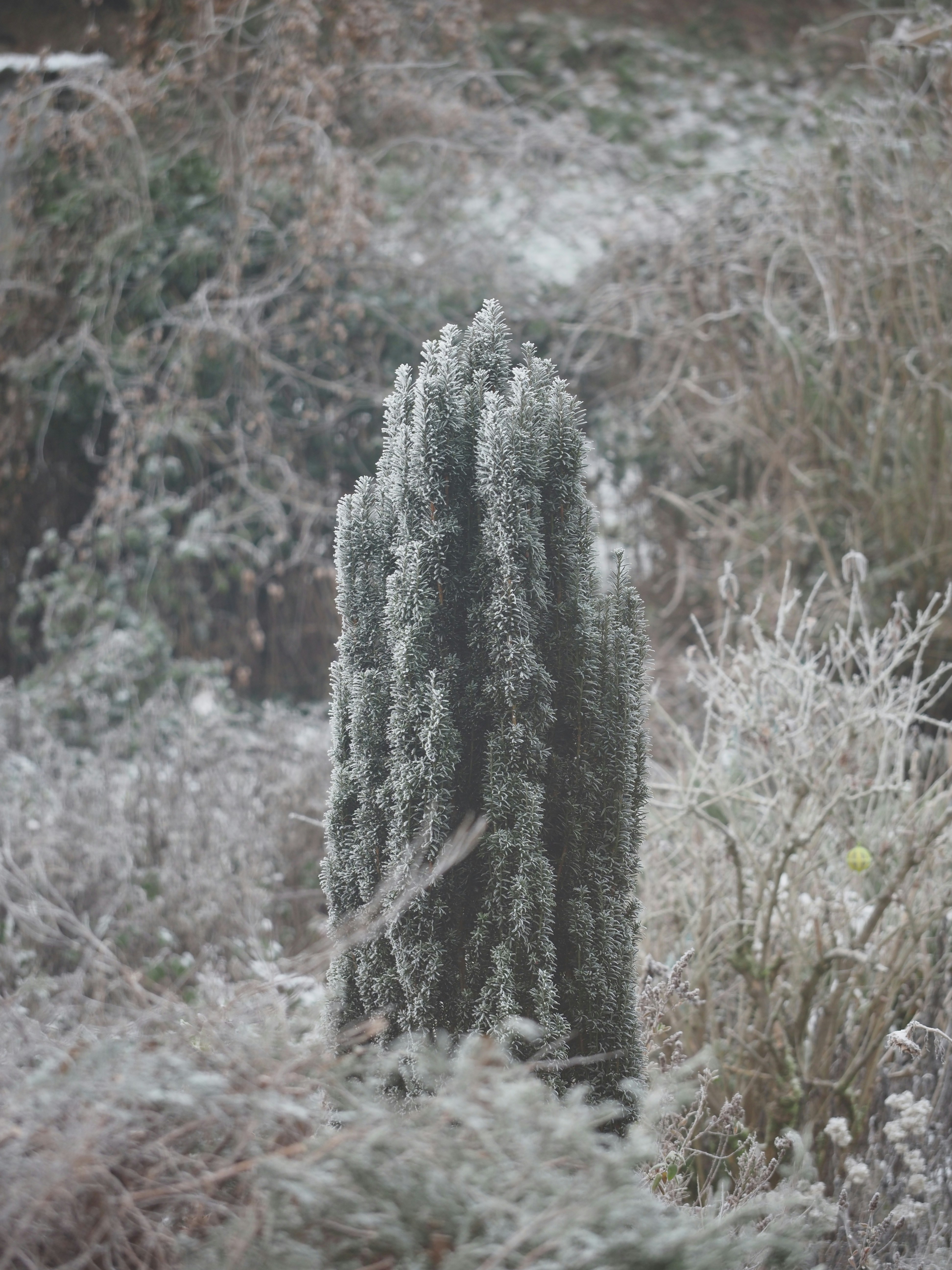Frost-Feathered Sentinel: A Frosted Cactus in Winter's Quiet Scrub
