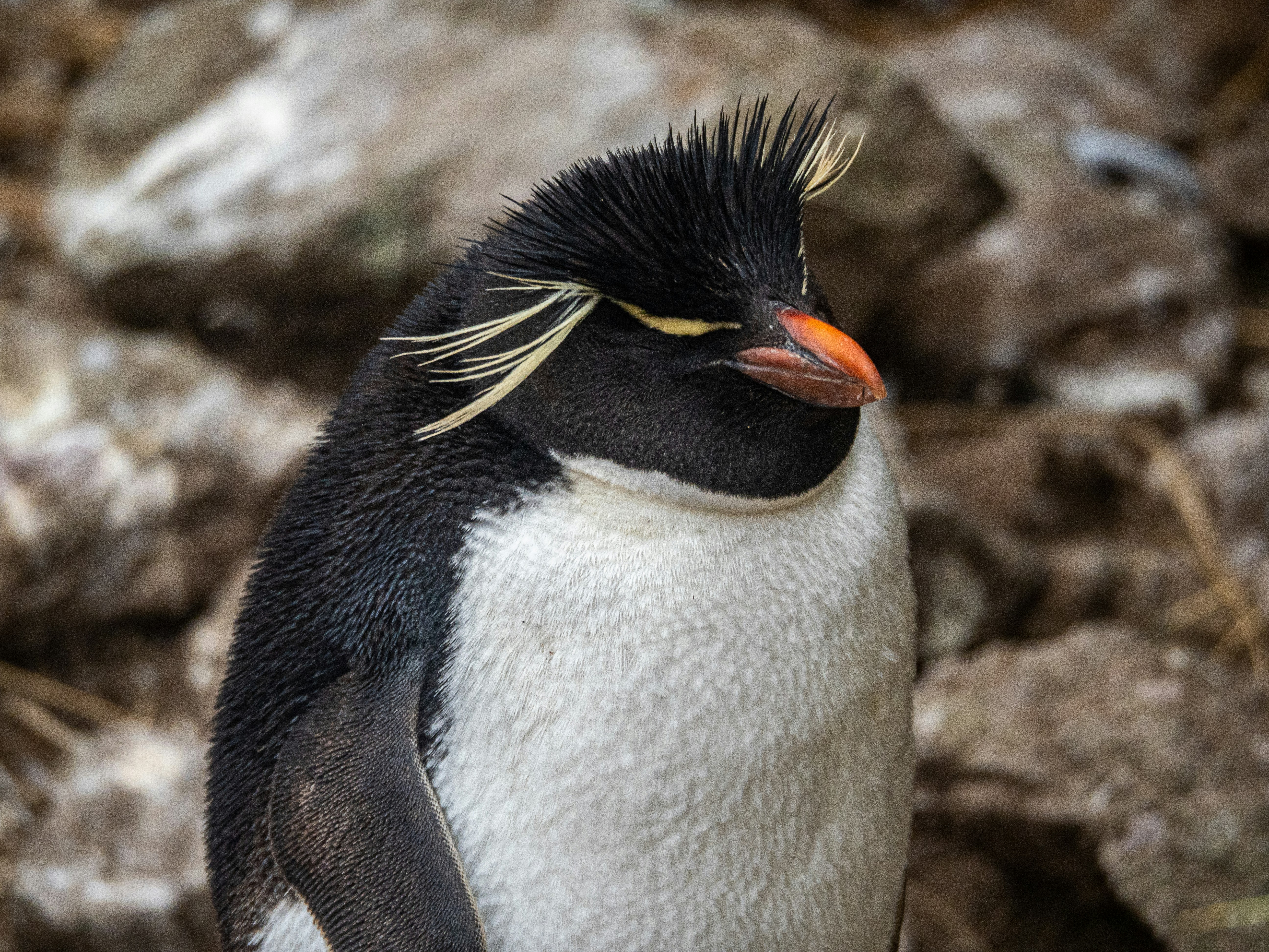 Rockhopper penguin with distinctive yellow crest and orange beak, resting against a backdrop of rocky terrain.