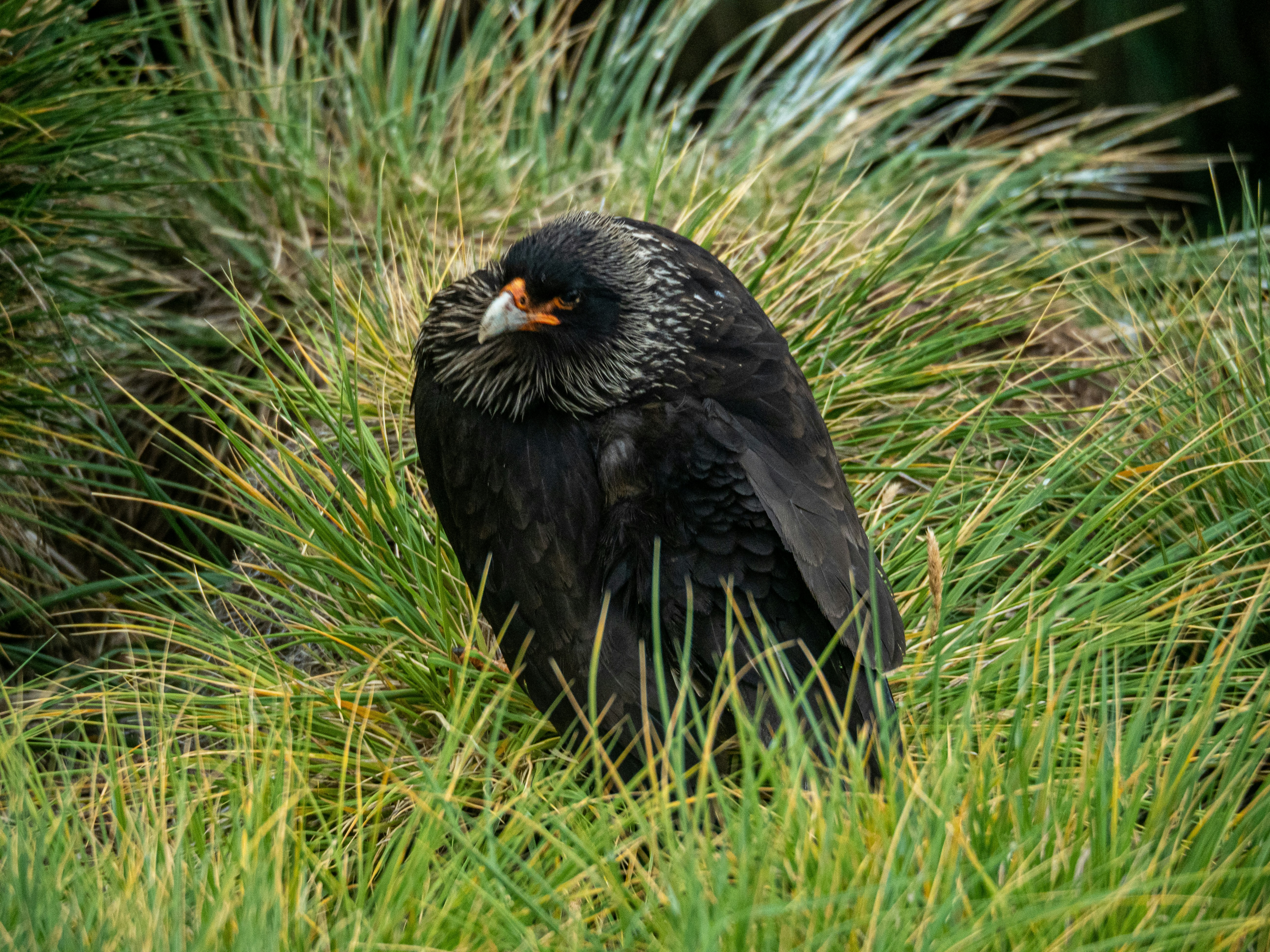 Dark-feathered Roost: A Moorland Aerie Bird at Rest