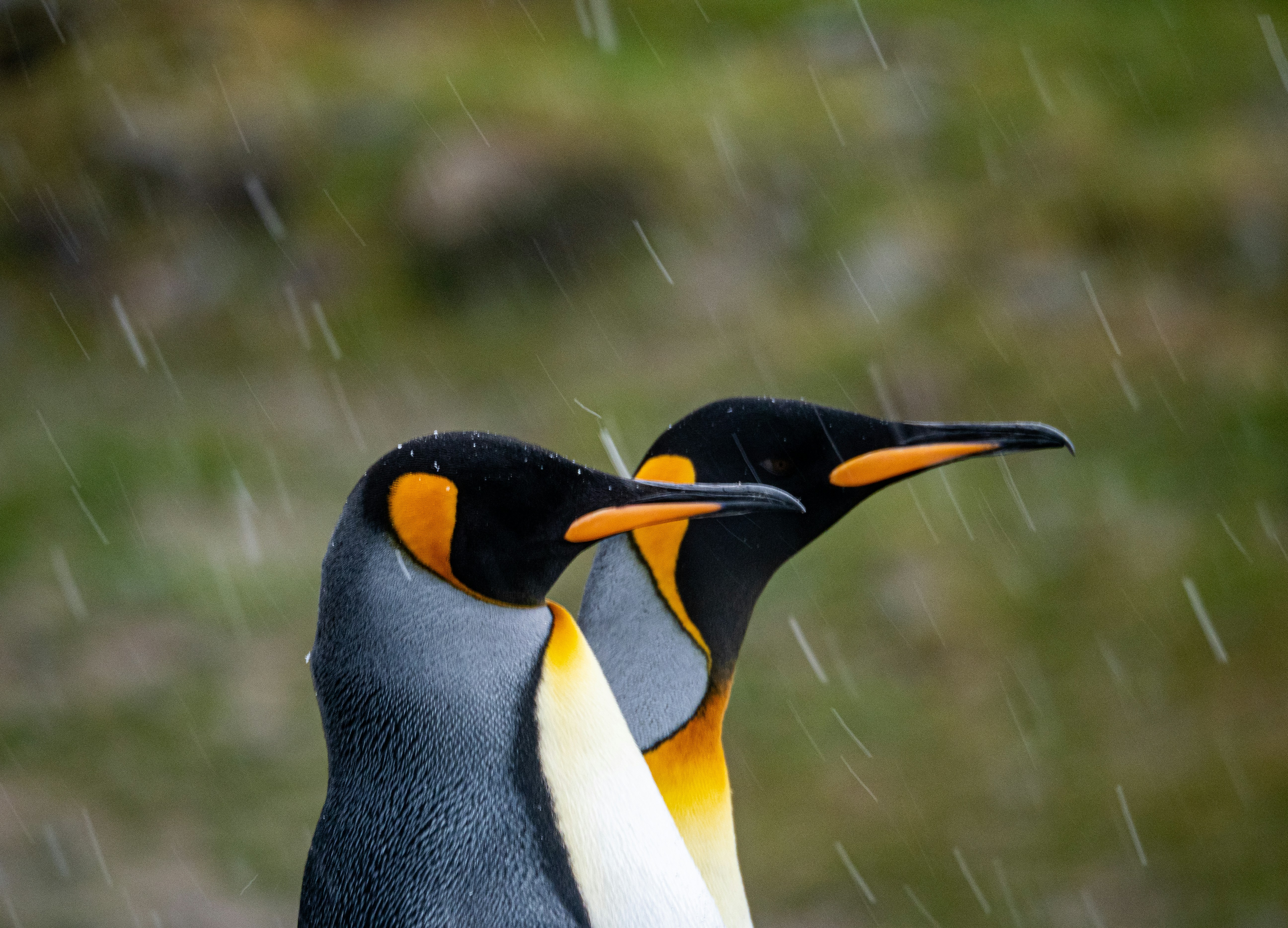 Emperor Pair in Rain: Royal Portraits Under Skewed Downpour