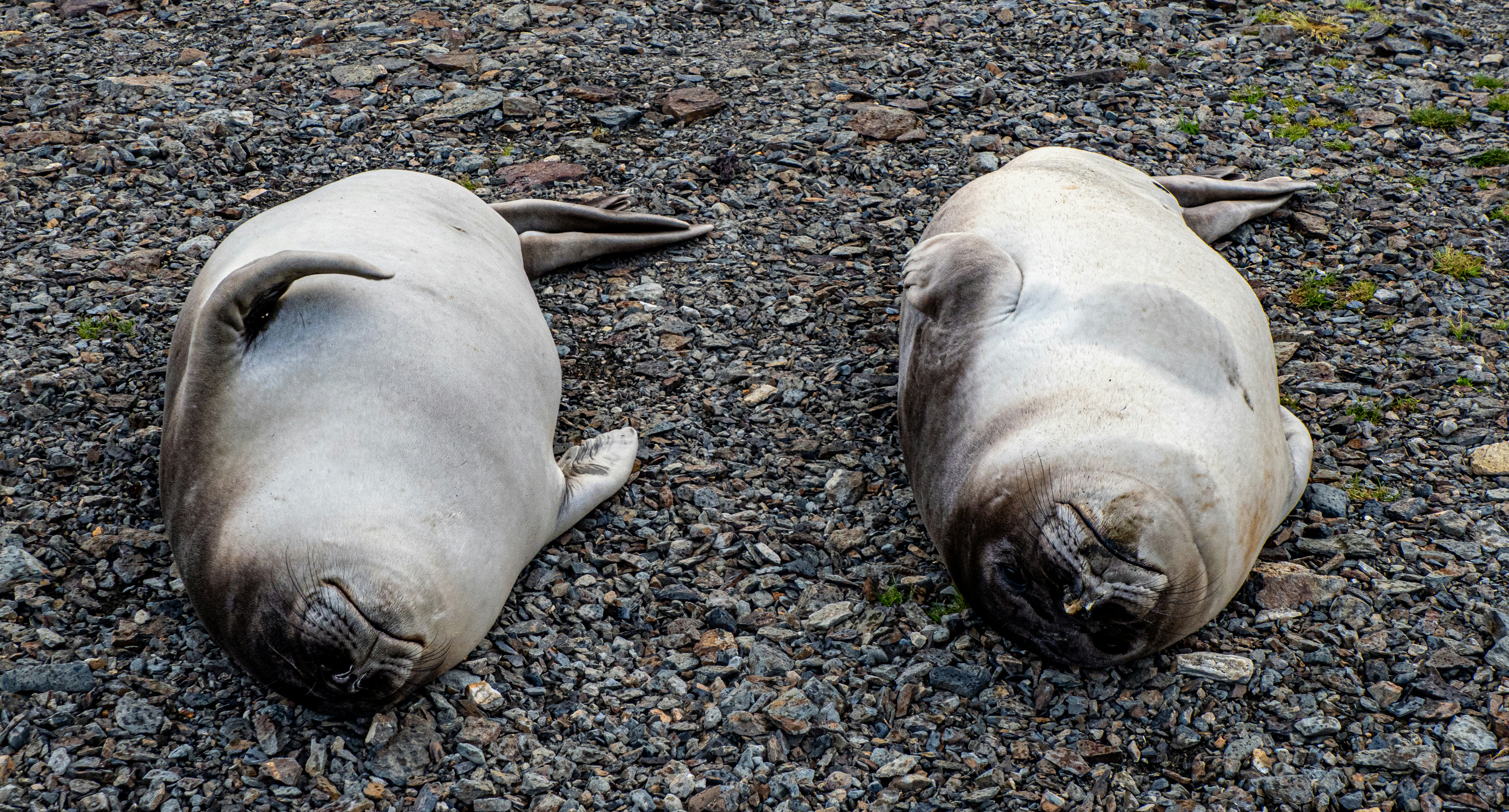 Two sea lions laying on a rocky beach photo – Free Animal Image on Unsplash