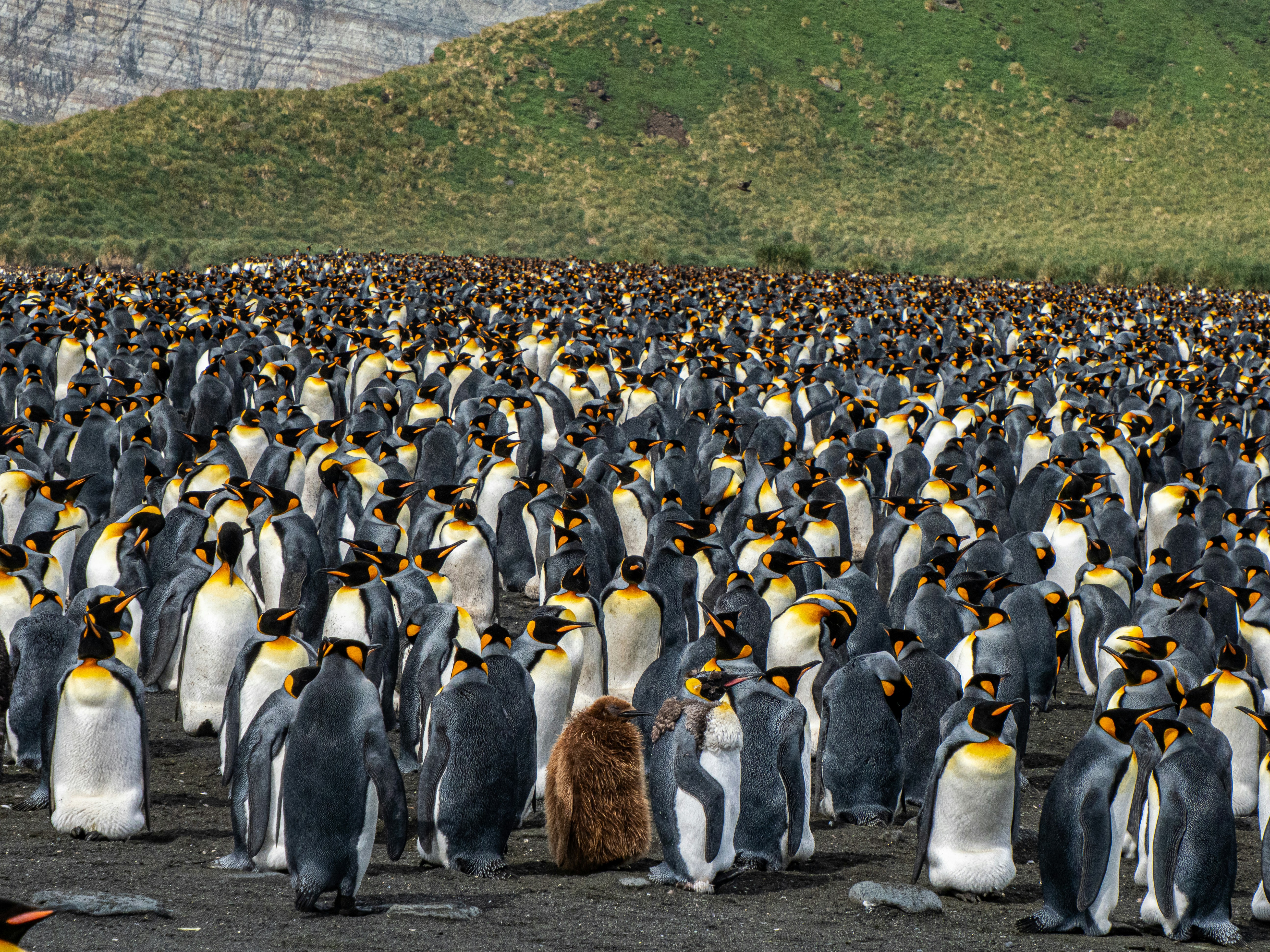 A vast colony of king penguins congregates on a beach, with a lone fluffy chick nestled among the adults. The scene captures the essence of wildlife camaraderie.