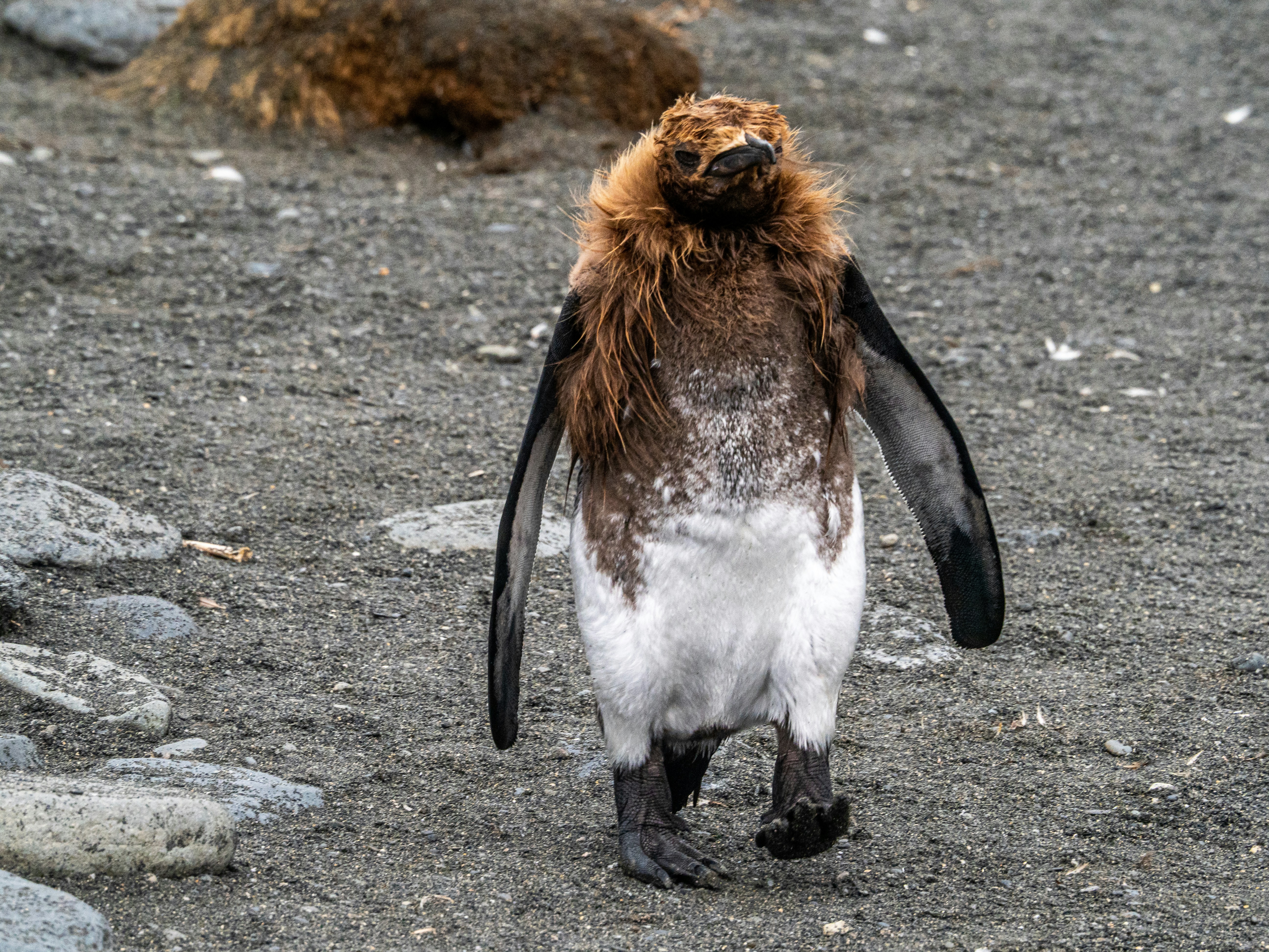 A brown and white penguin walking across a rocky field photo – Free ...