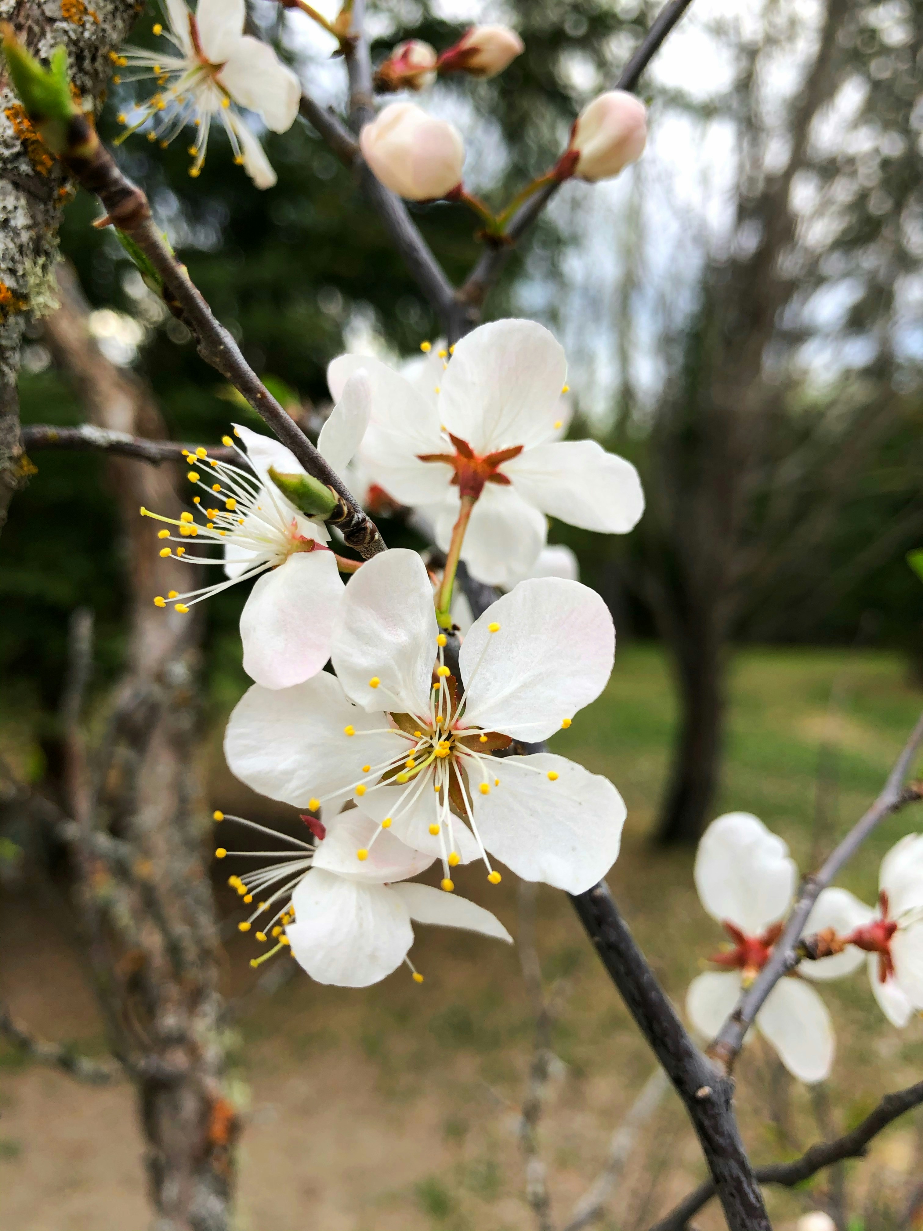 Spring's White Plums: A Close-Up of Delicate Blossoms Against a Soft Garden Blur