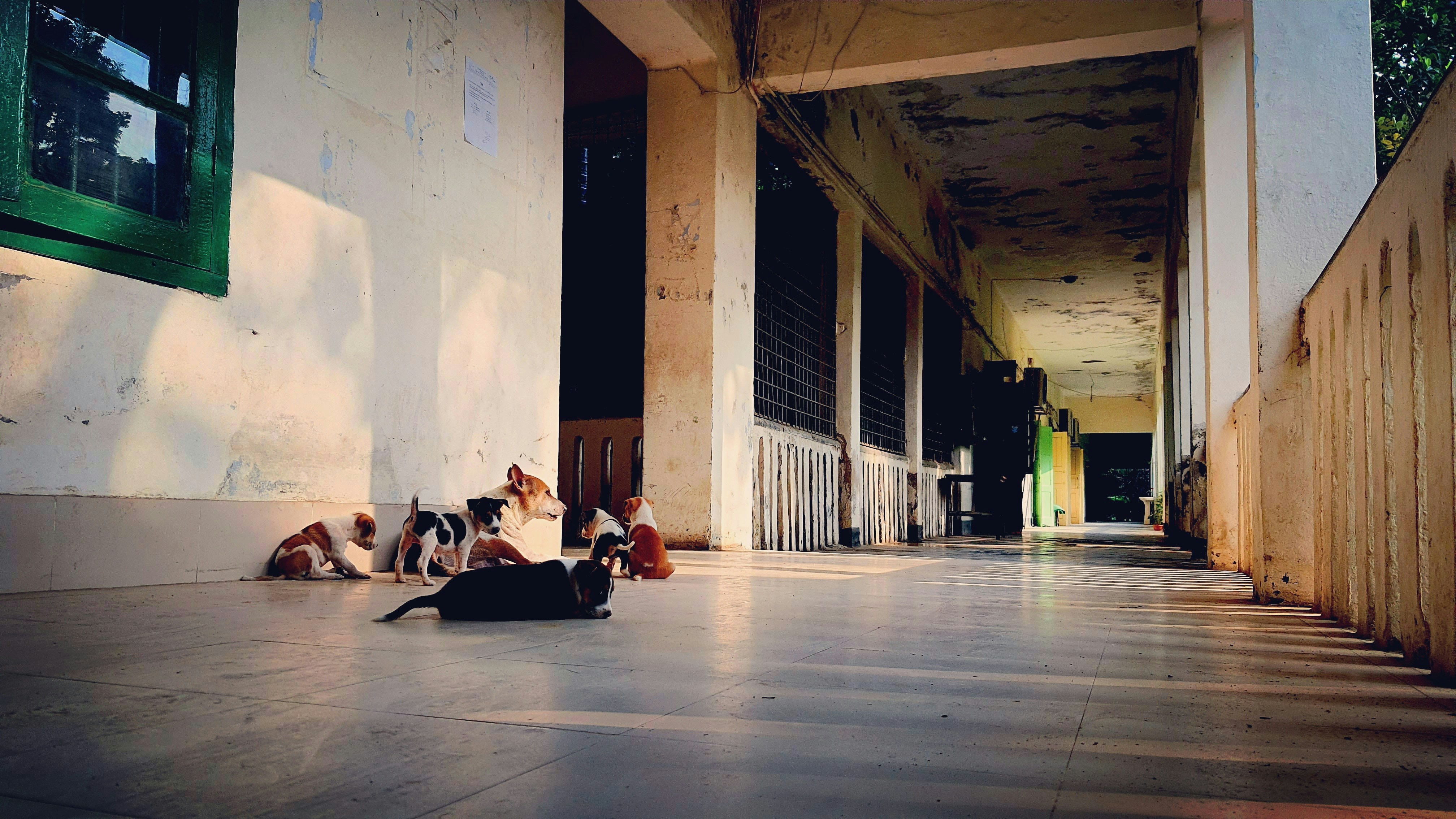 A group of dogs laying on the ground in front of a building photo ...