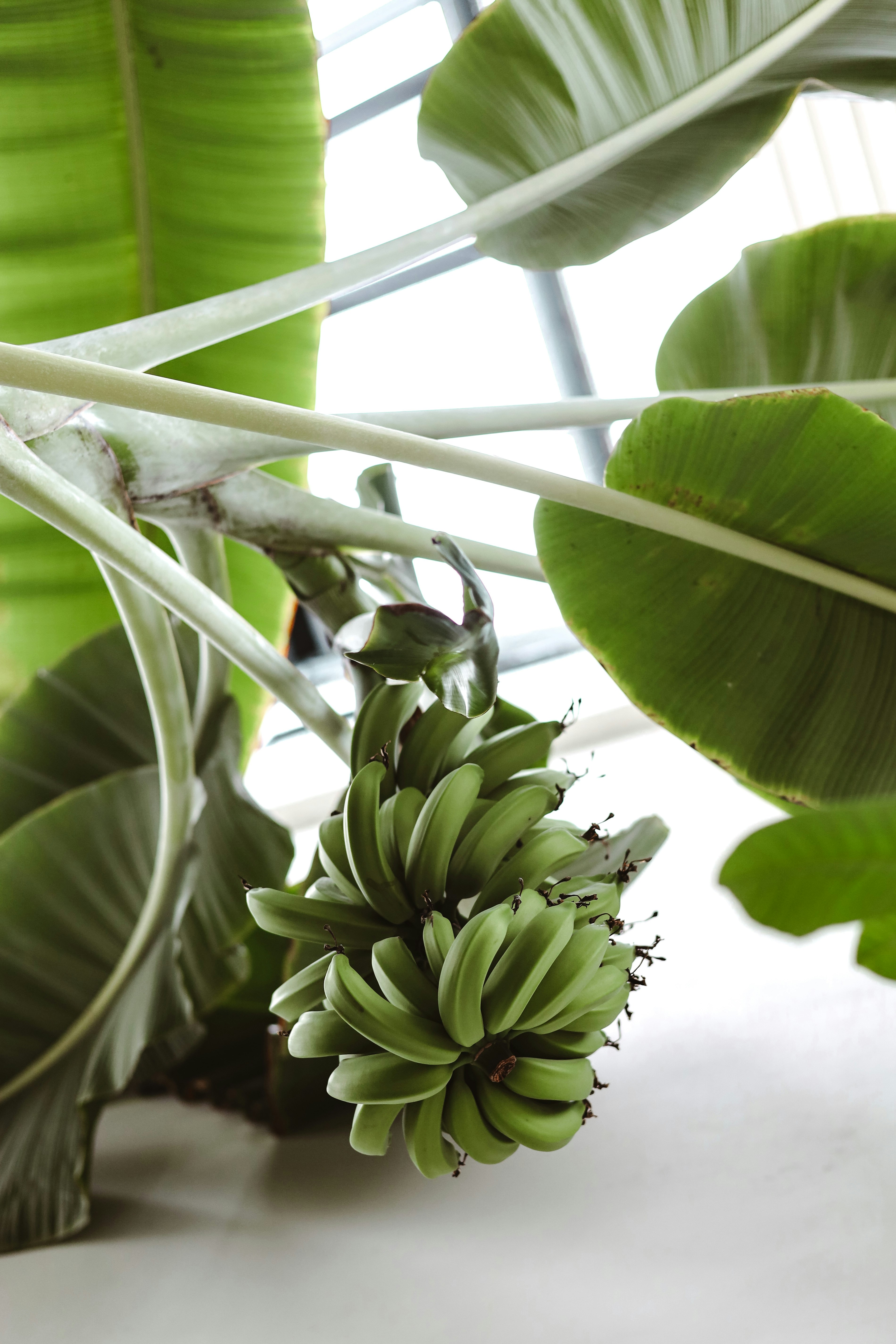 Cluster of unripe green bananas nestled among large tropical leaves. Natural light enhances the vibrant greens.