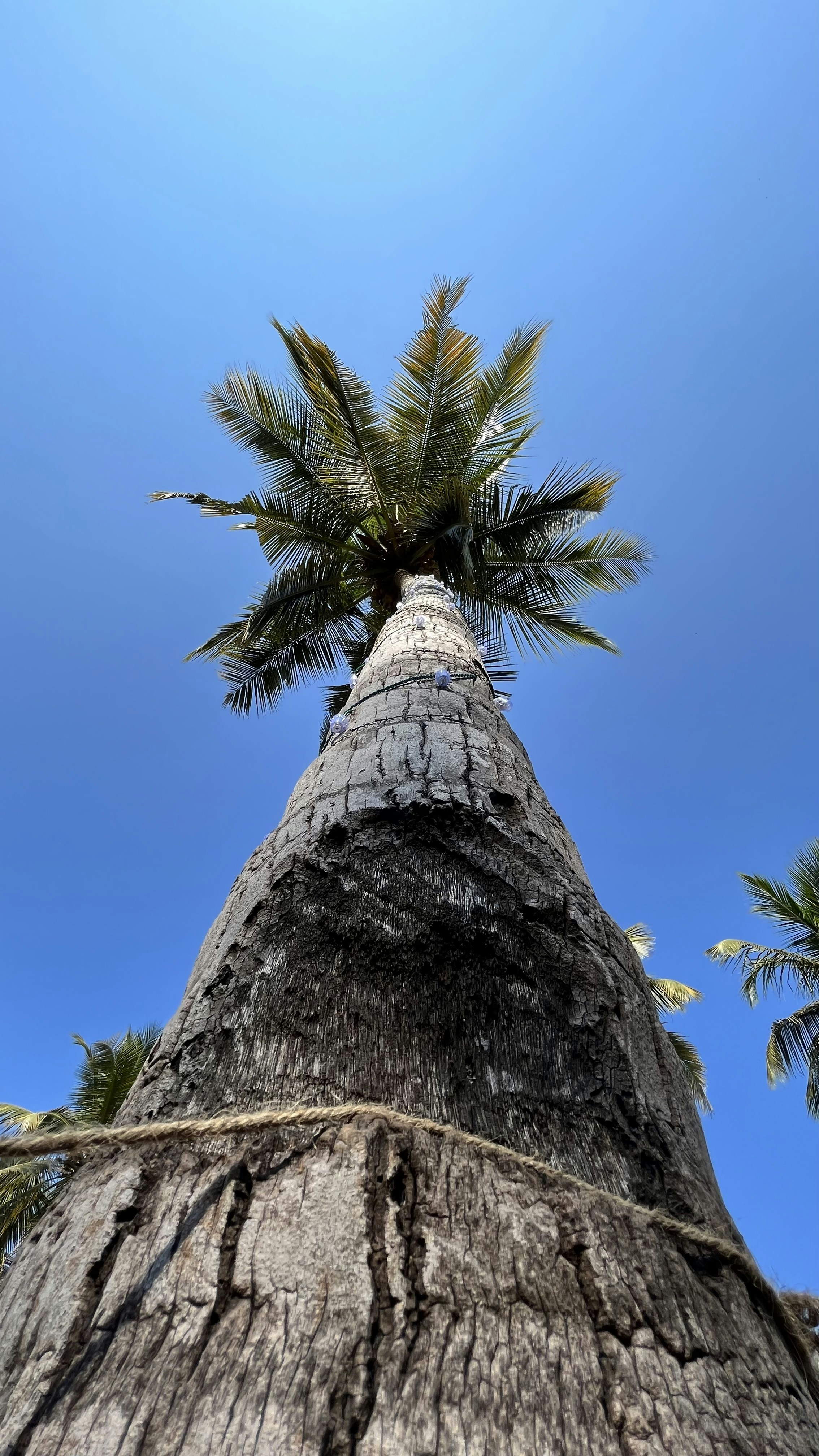Skyward Palm: Texture and Fronds Reaching into Cerulean Blue