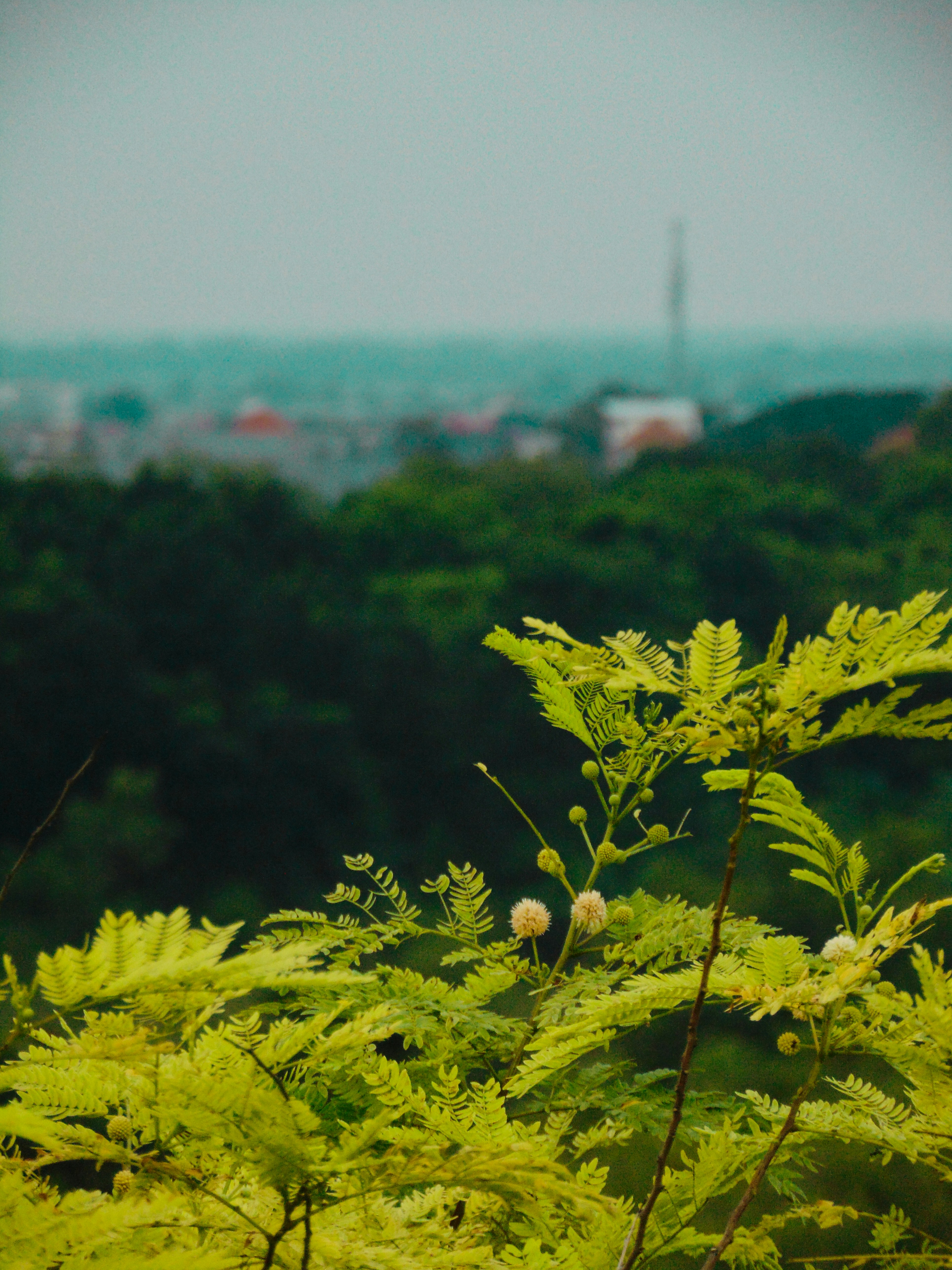 Neon Ferns Fringing a Quiet Hilltop—Distant Town in Haze