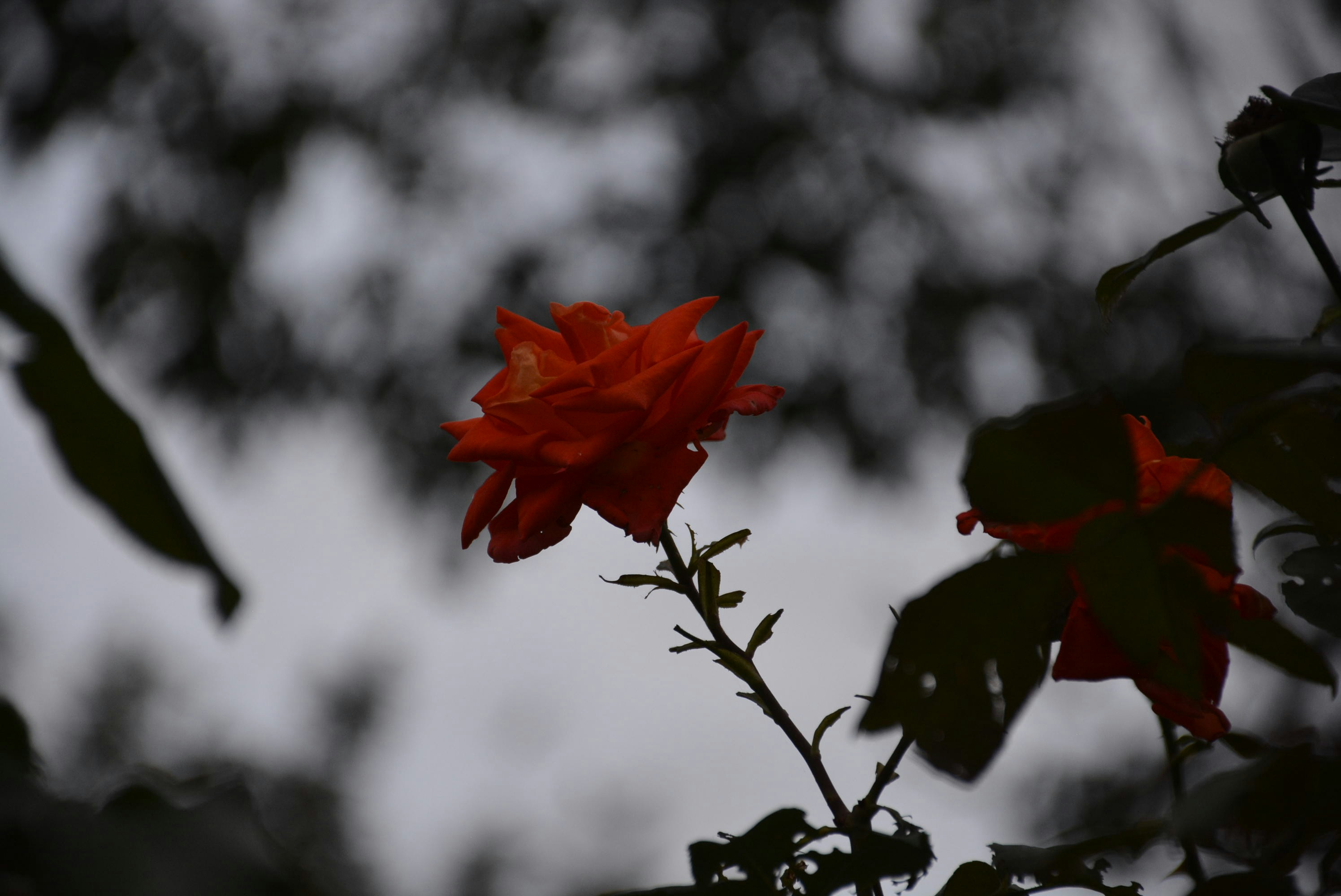Crimson Rose Emerges from a Velvet Shadow