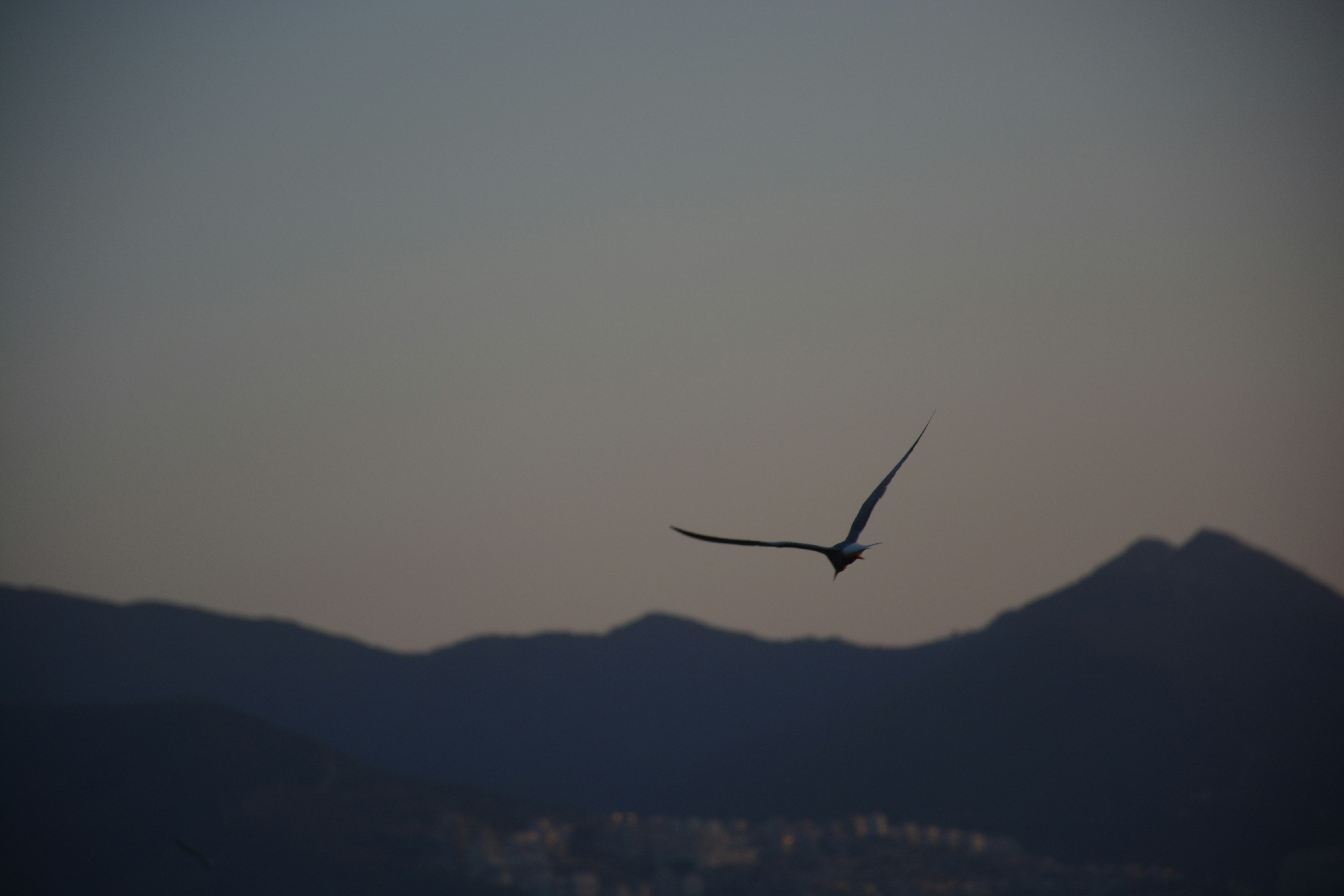 a bird flying in the air with mountains in the background