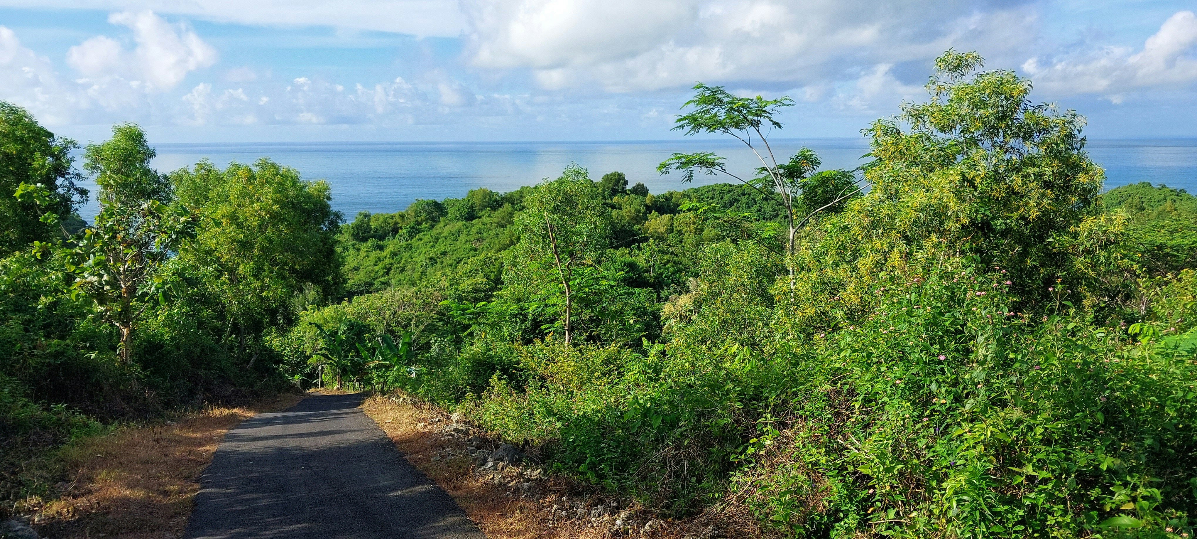 A tree-lined road leads to a distant ocean under a partly cloudy sky.