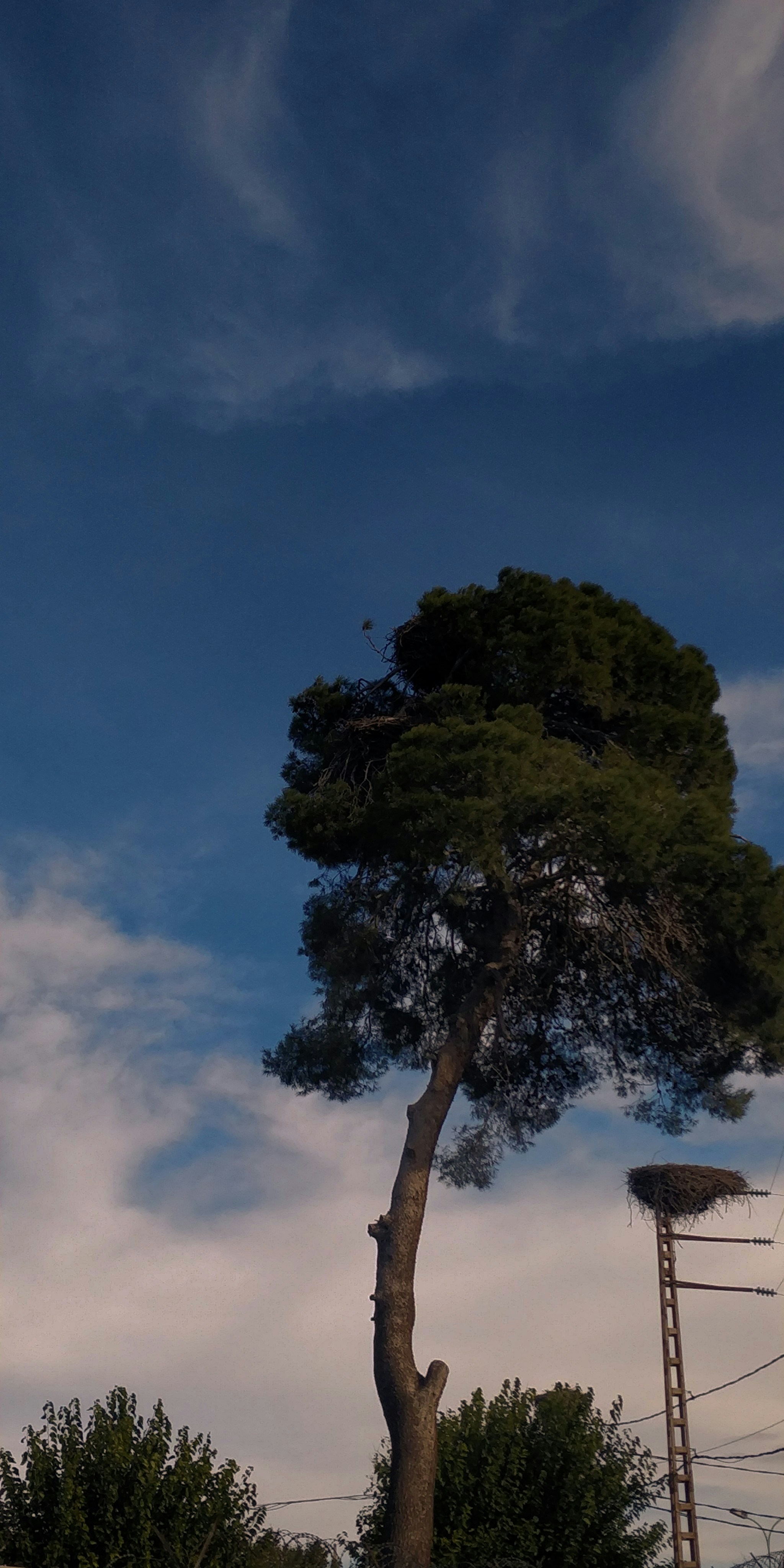 Un arbre avec une tour en arrière-plan photo – Image gratuite de Citer ...