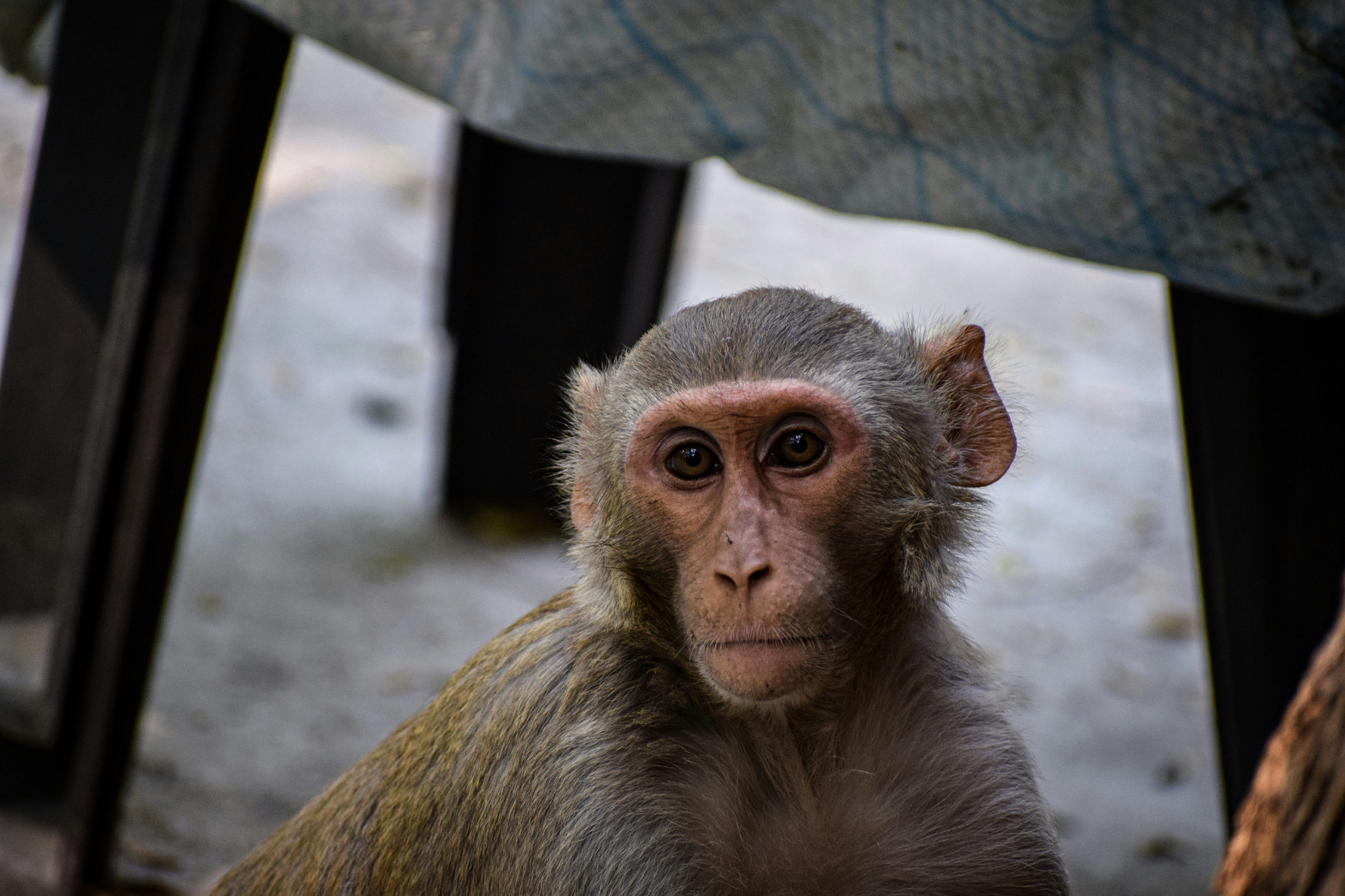 A small monkey sitting under a wooden structure photo – Free Monkey Image on Unsplash