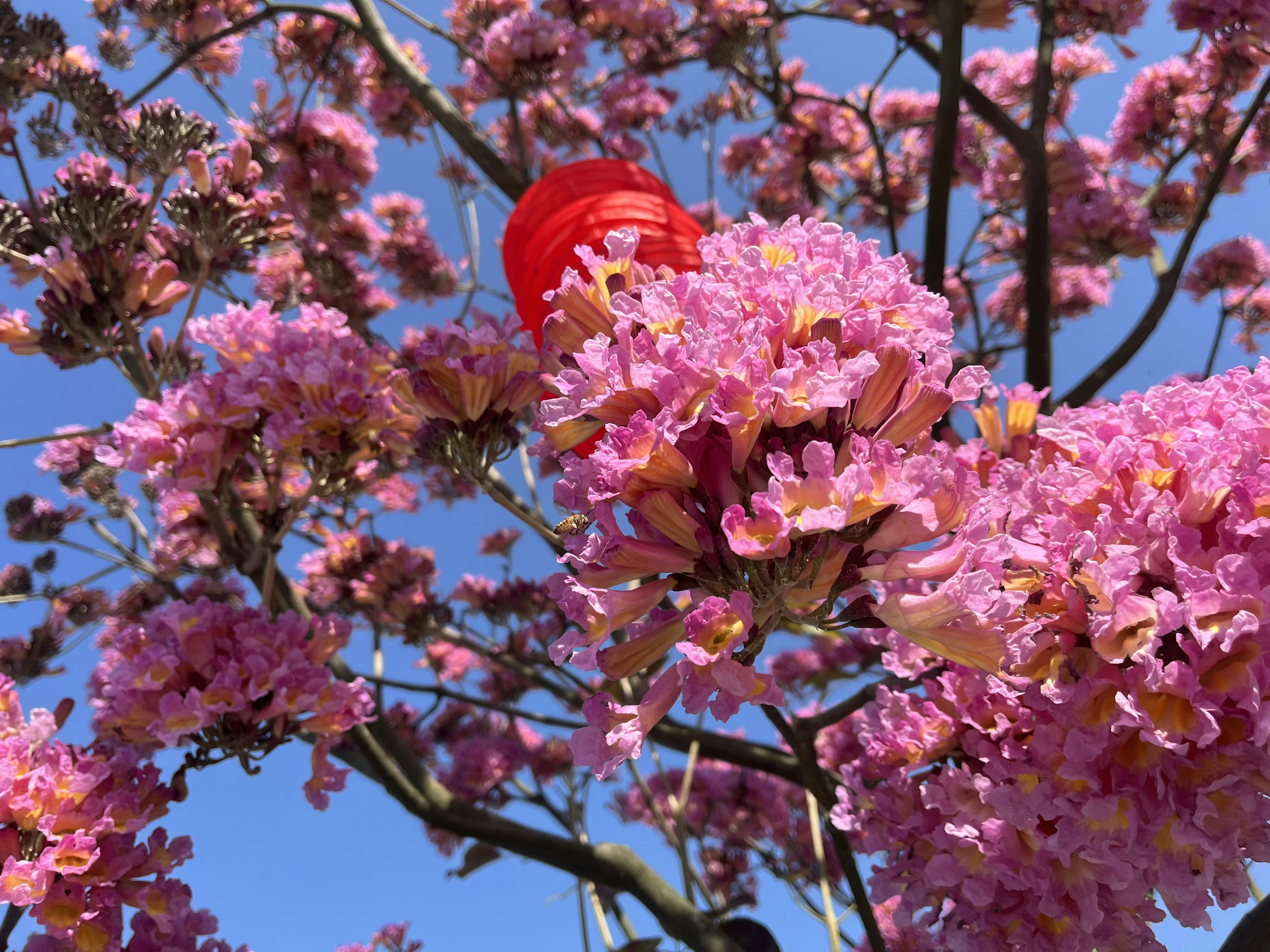 Vivid Spring Bloom Reaching Toward the Sun