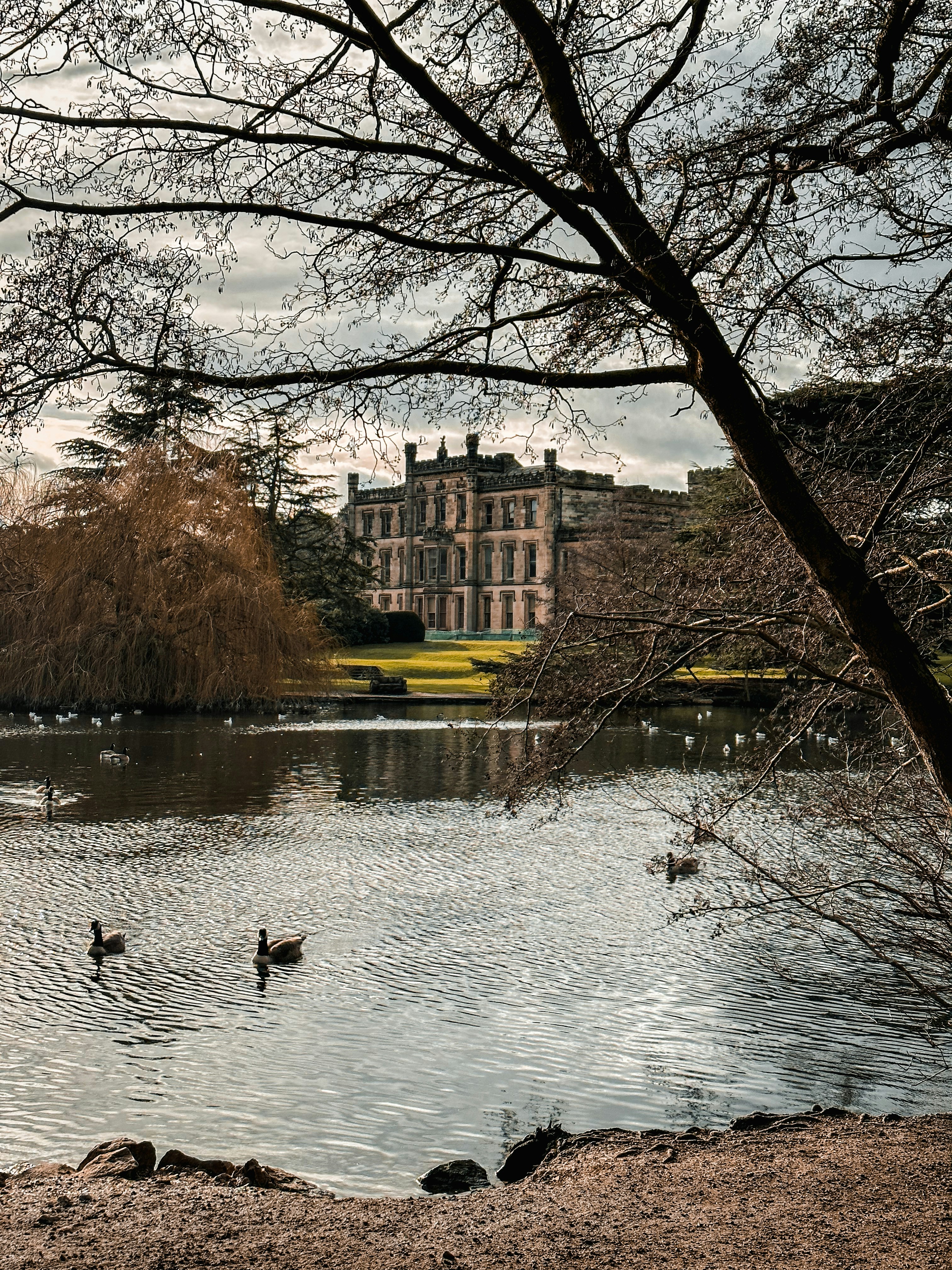 Elvaston Castle | two ducks swimming in a pond in front of a large building
