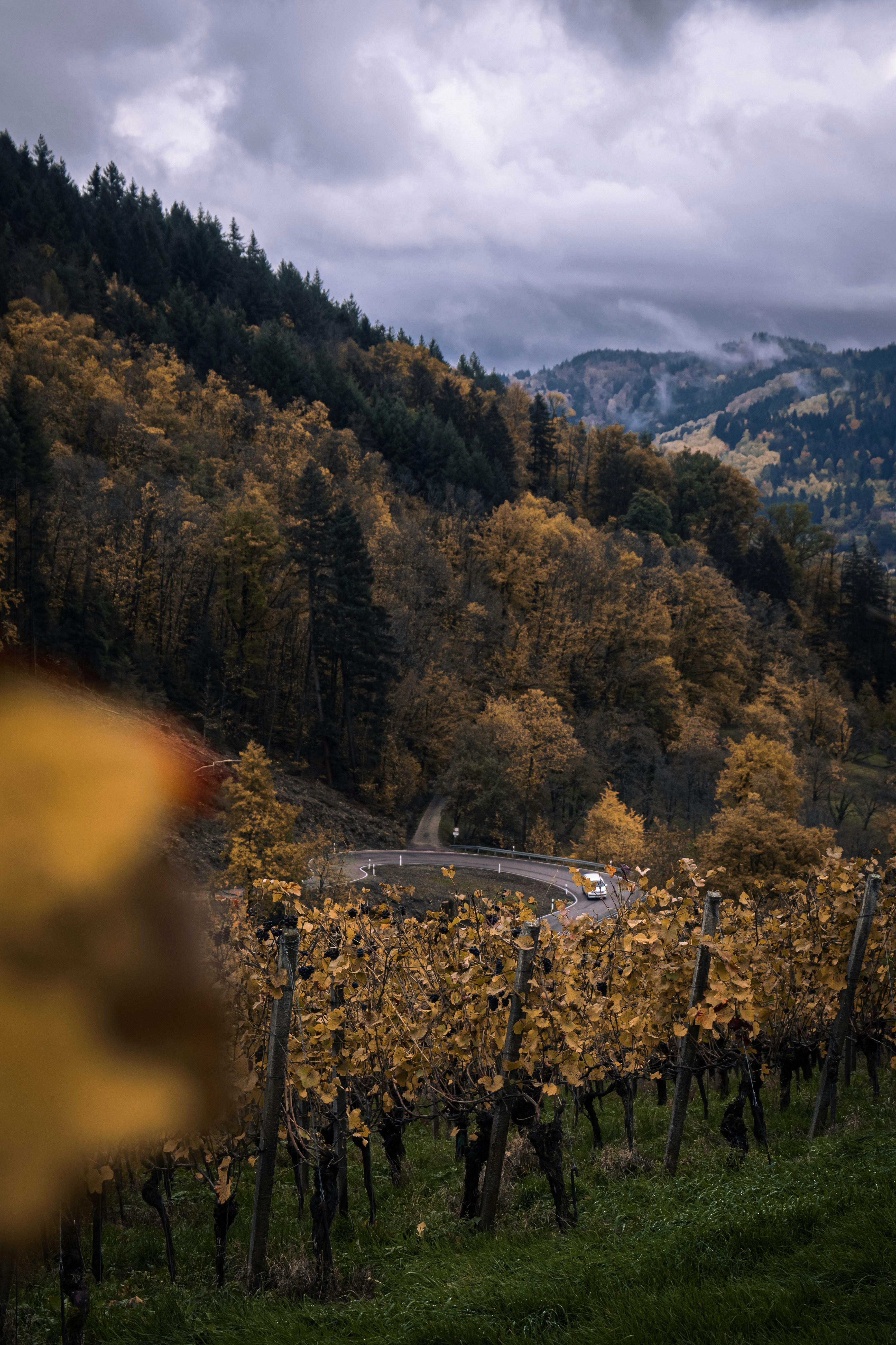 Autumn Road Wedge Through a Quiet Vined Valley