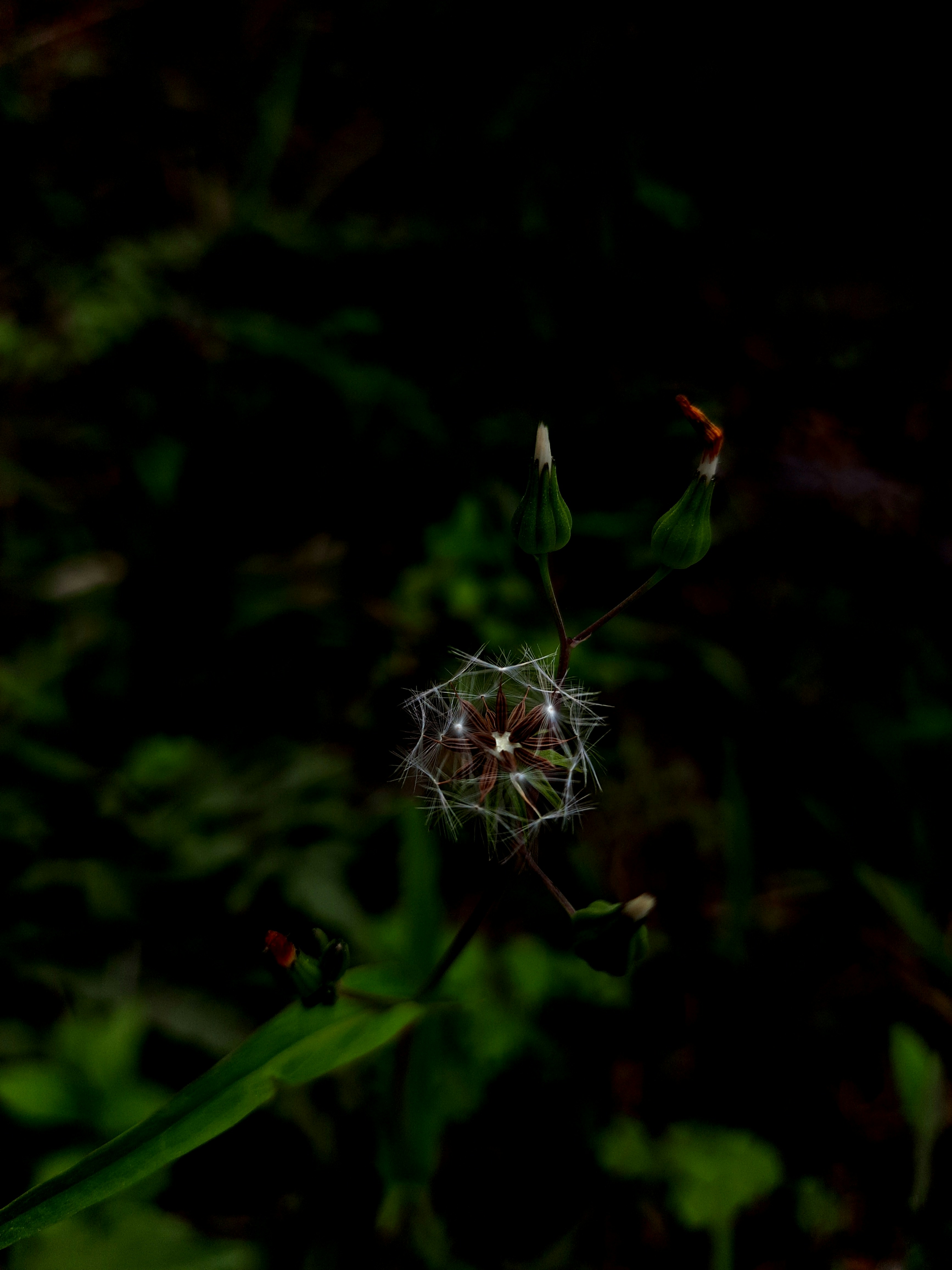A dandelion puff surrounded by budding green plants in a shadowy environment, highlighting the intricacies of nature's design.