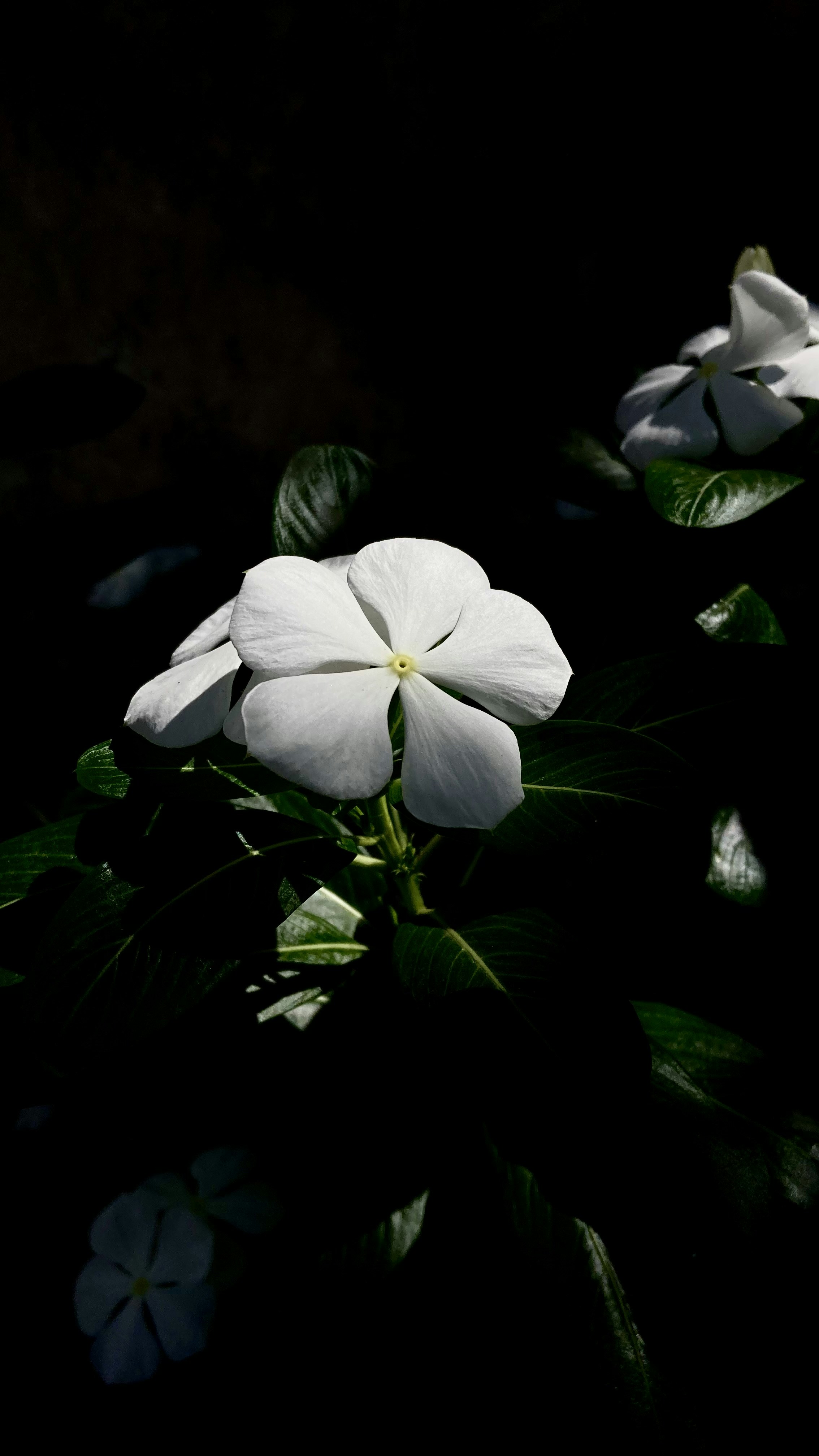 a white flower with green leaves in the dark